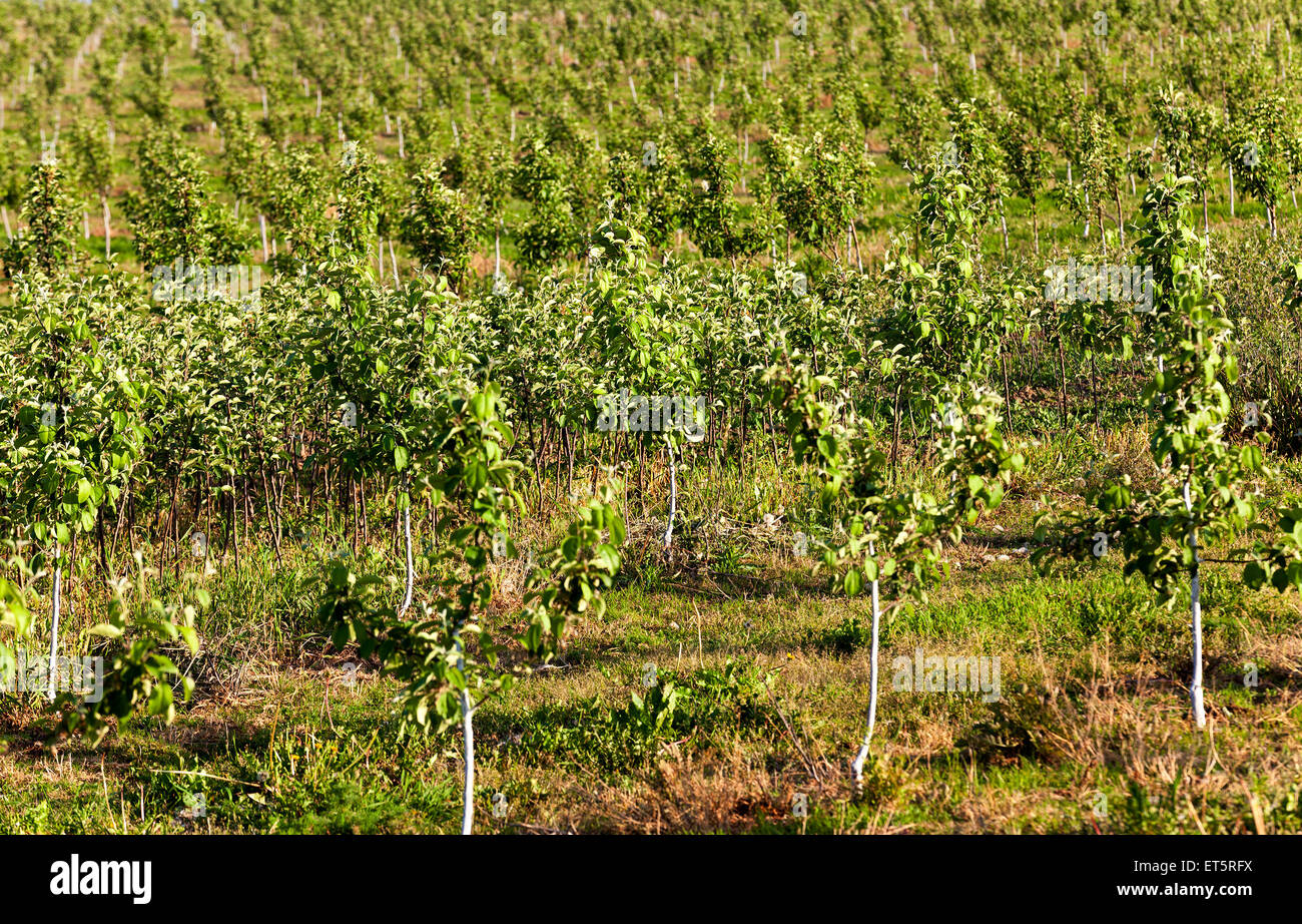 Young cherry grove hi-res stock photography and images - Alamy