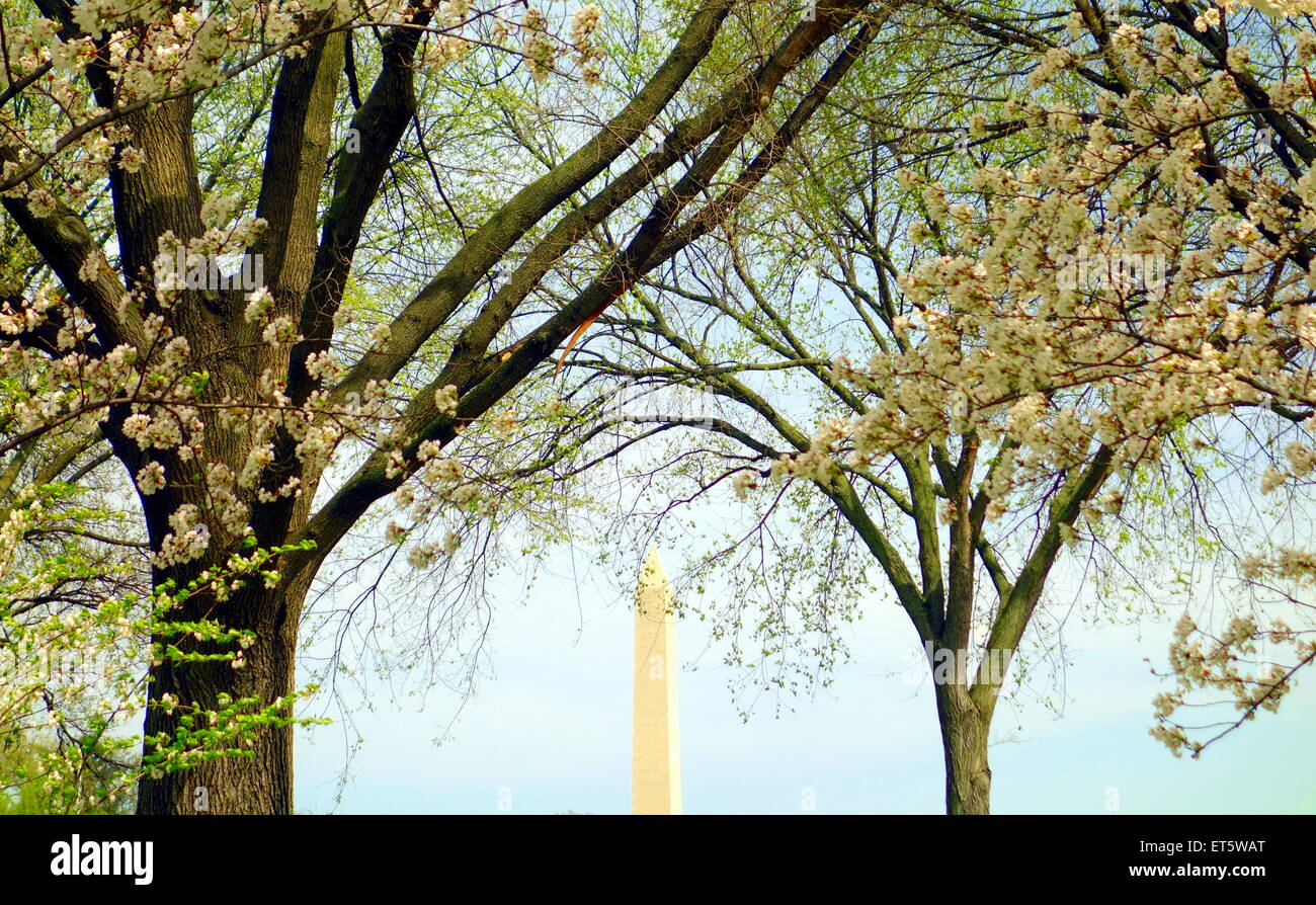 Washington Memorial obelisk behind trees Stock Photo - Alamy