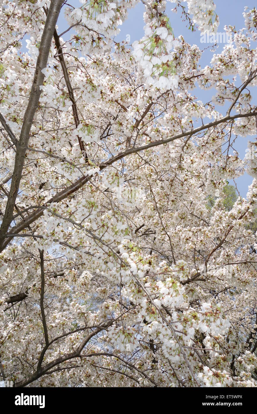 Washington dc cherry trees hi-res stock photography and images - Alamy