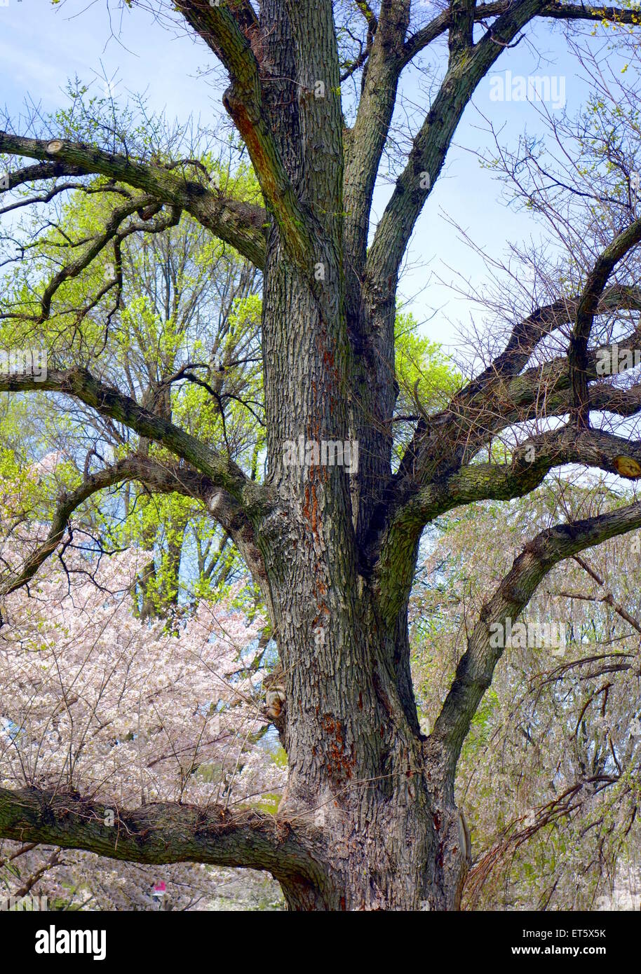 Old tree in Spring time Stock Photo - Alamy