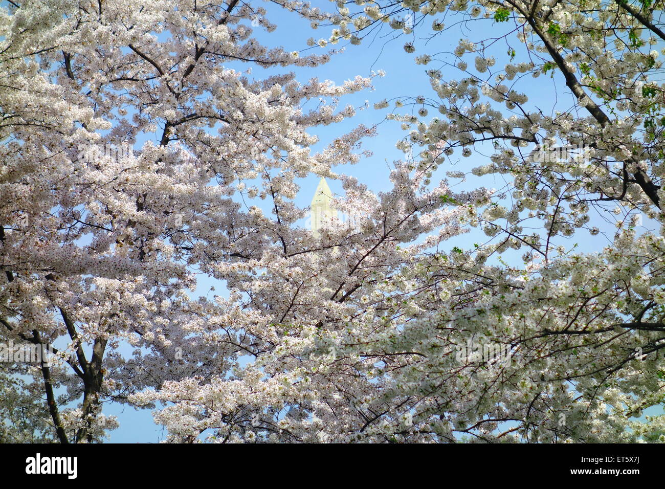 The Washington Memorial obelisk top behind the Japanes cherry tree ...
