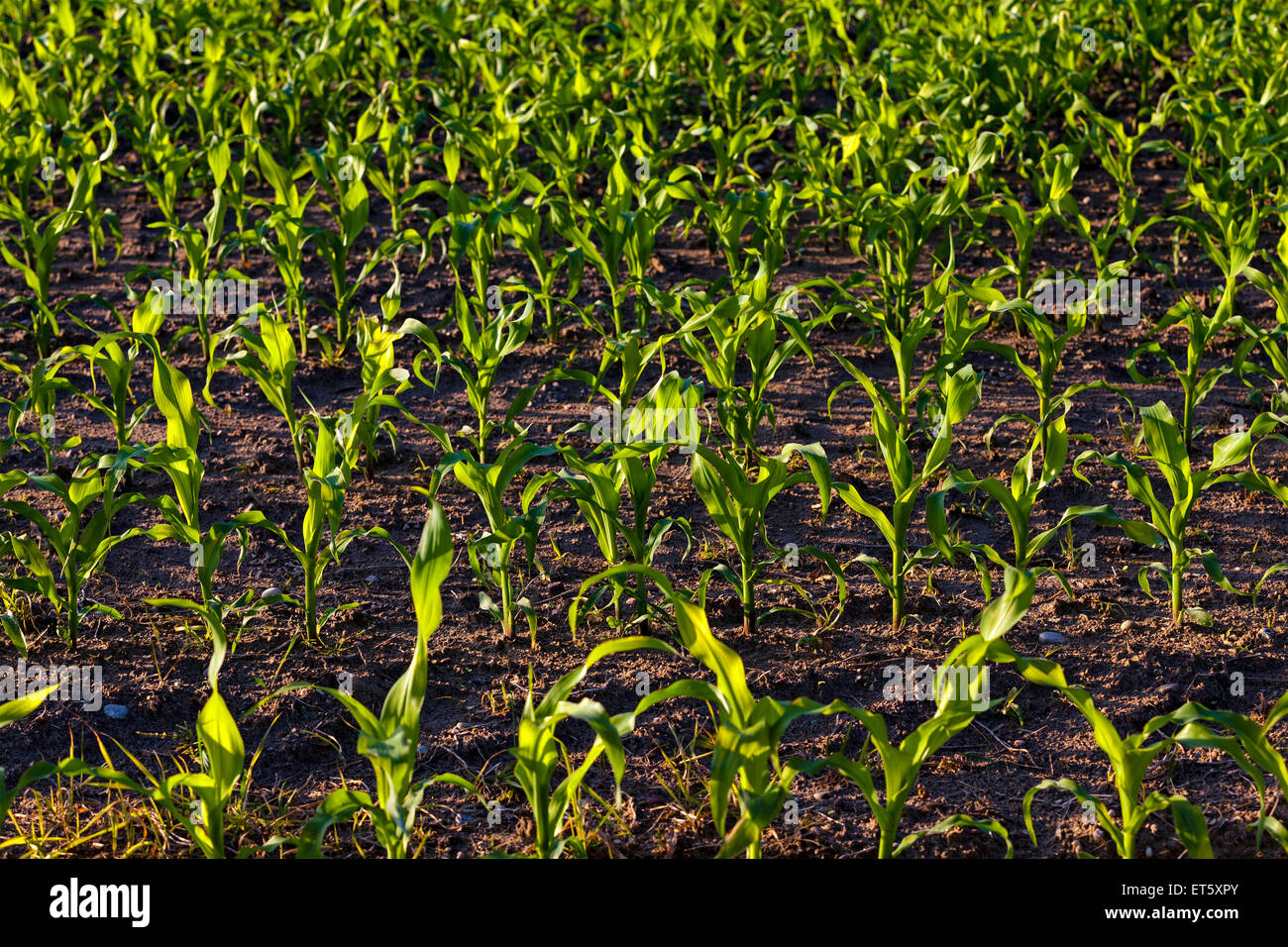 To cultiva hi-res stock photography and images - Alamy