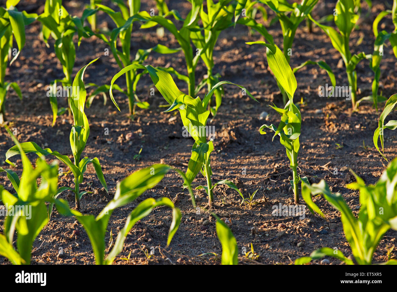 Green corn crop seedling hi-res stock photography and images - Alamy