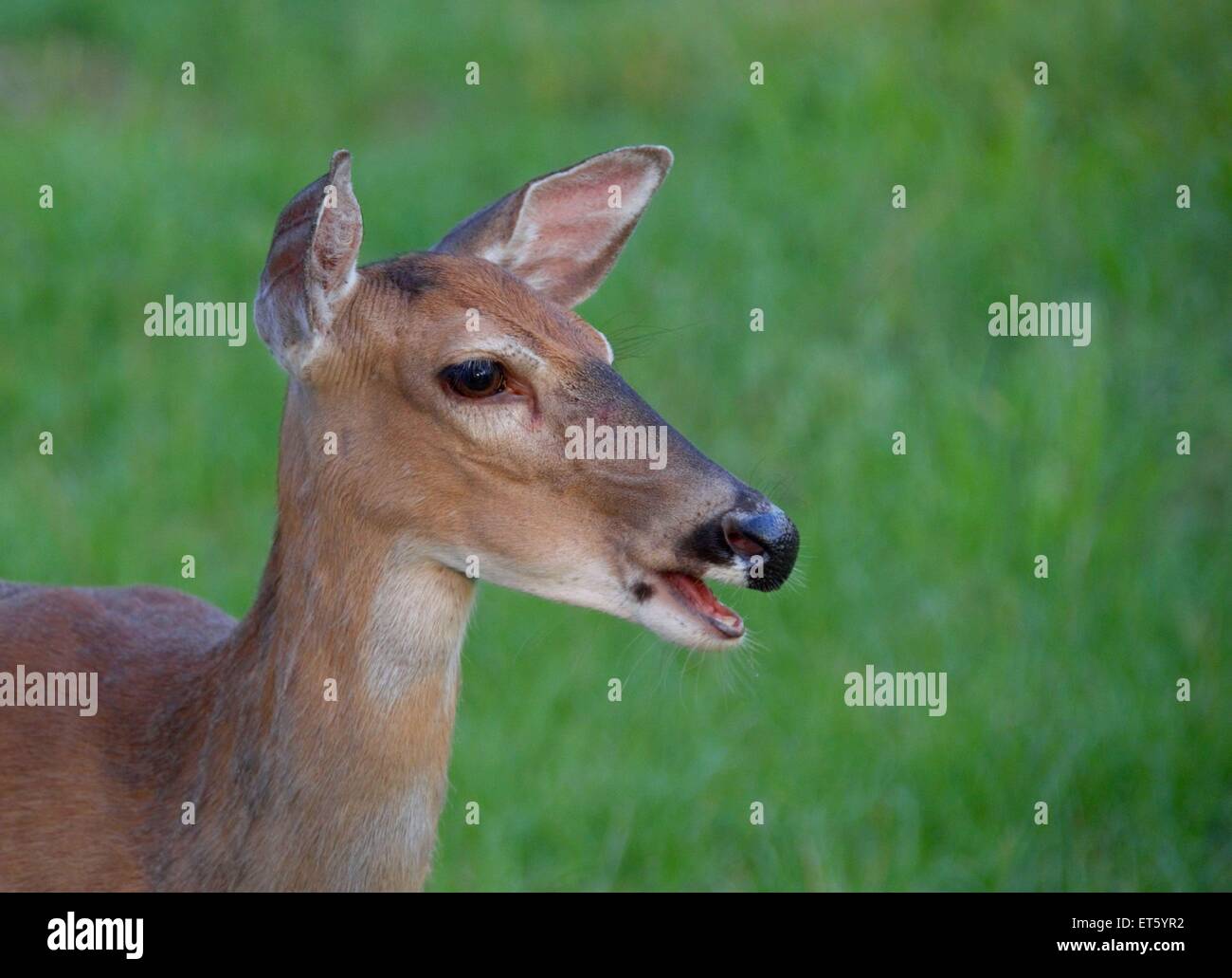 Whitetail deer in the wild Stock Photo - Alamy