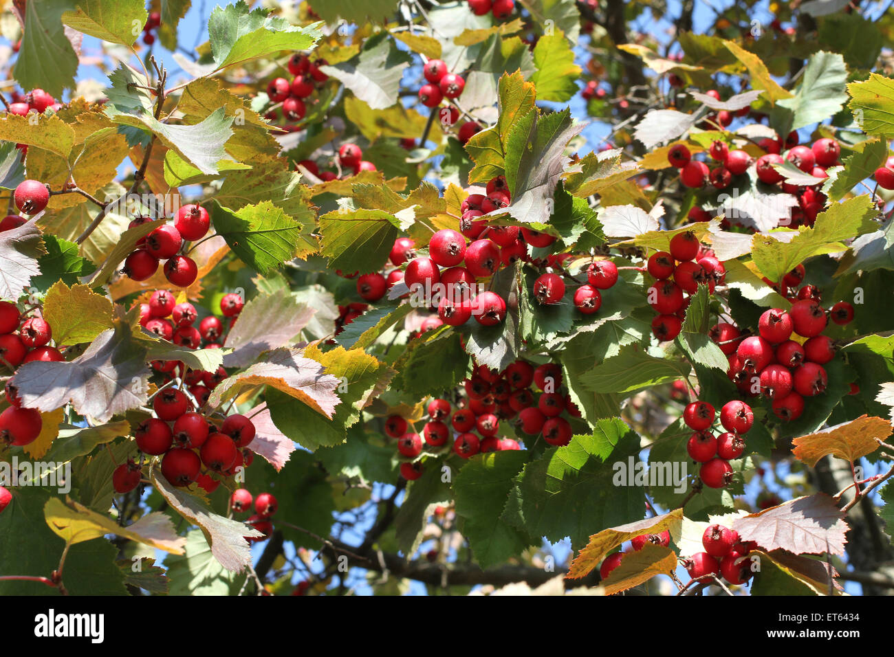 Shadberry hi-res stock photography and images - Alamy