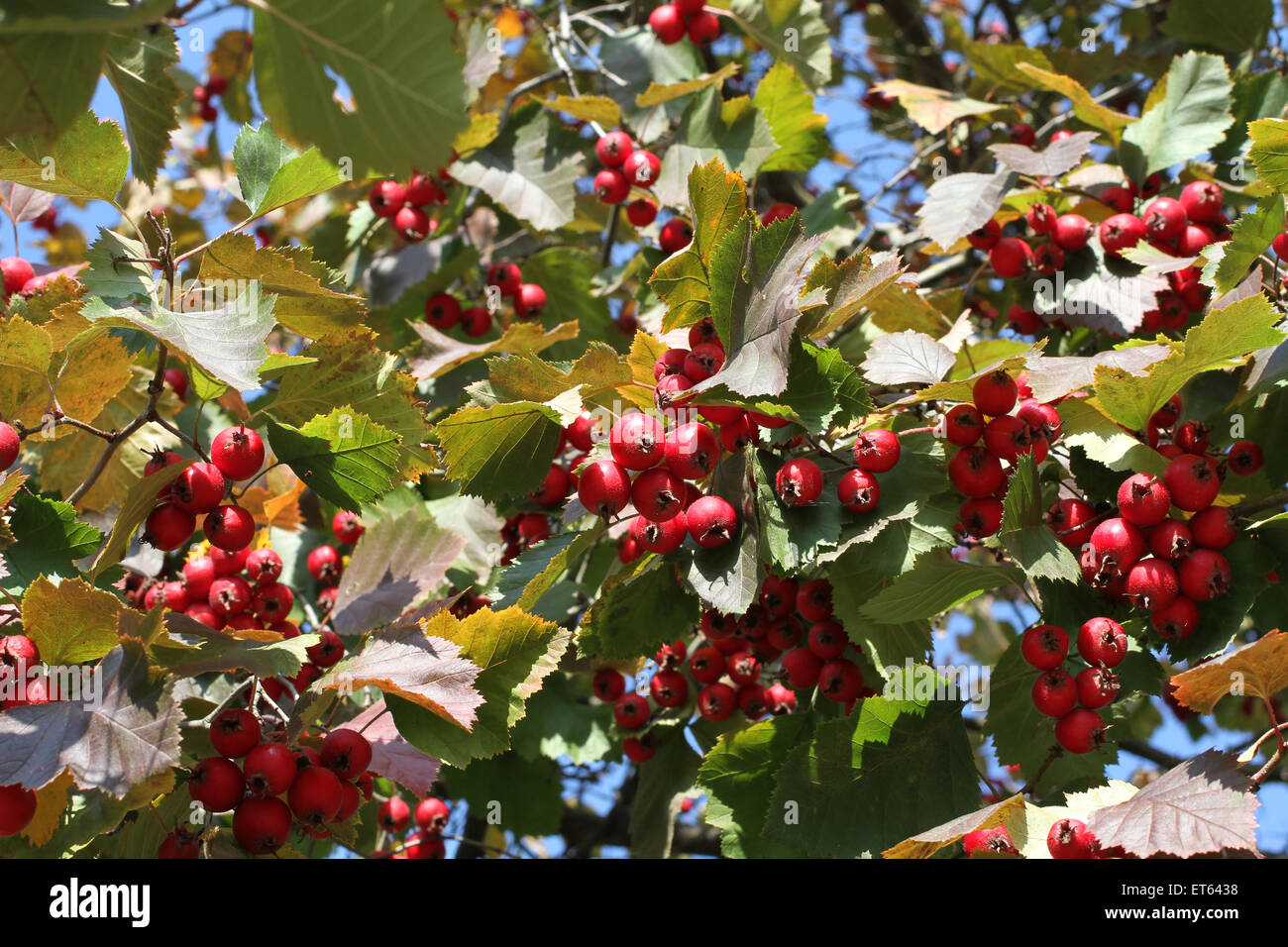 Autumn - red berries on irga (shadberry) tree Stock Photo - Alamy