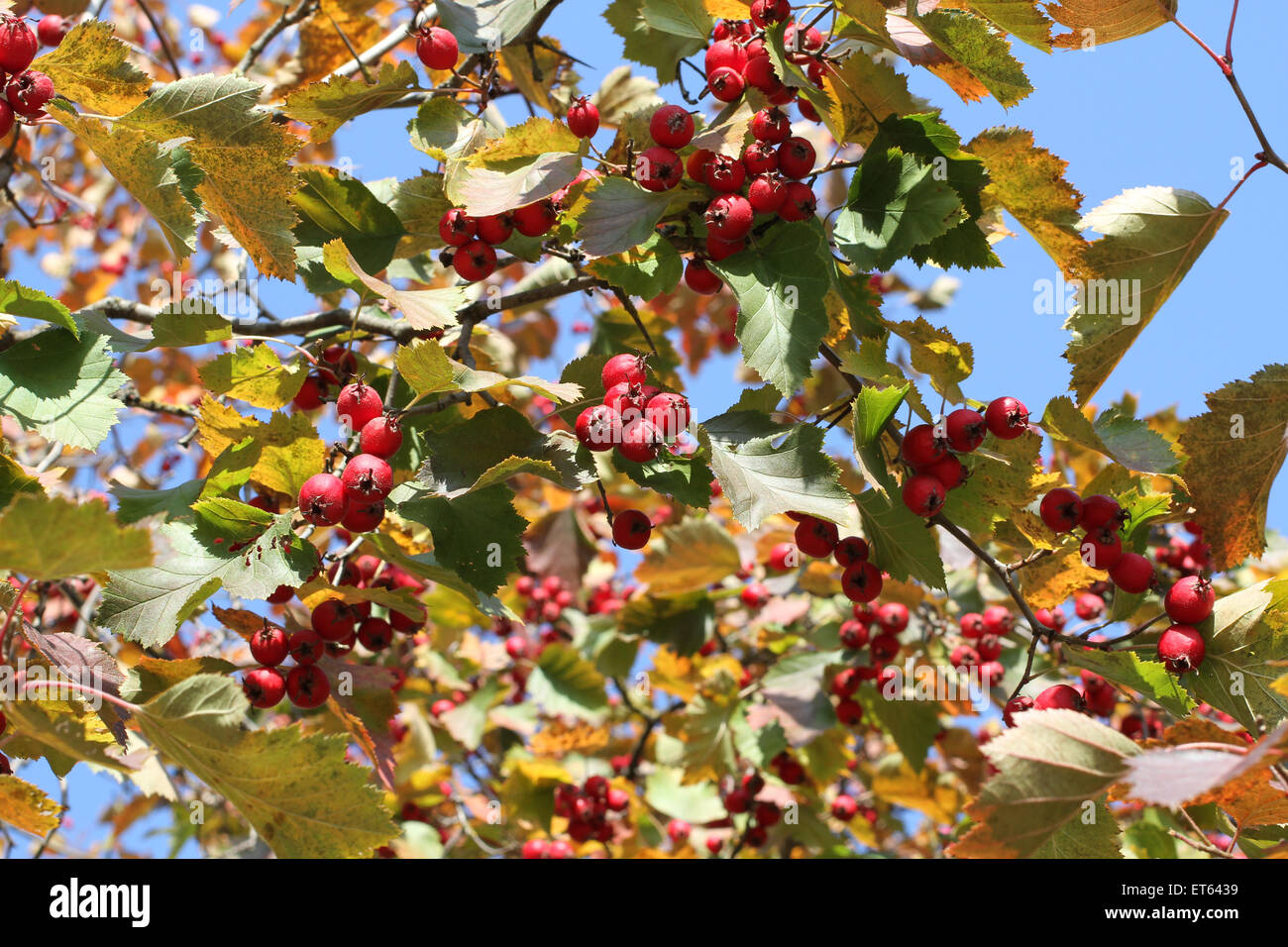 Shadberry hi-res stock photography and images - Alamy