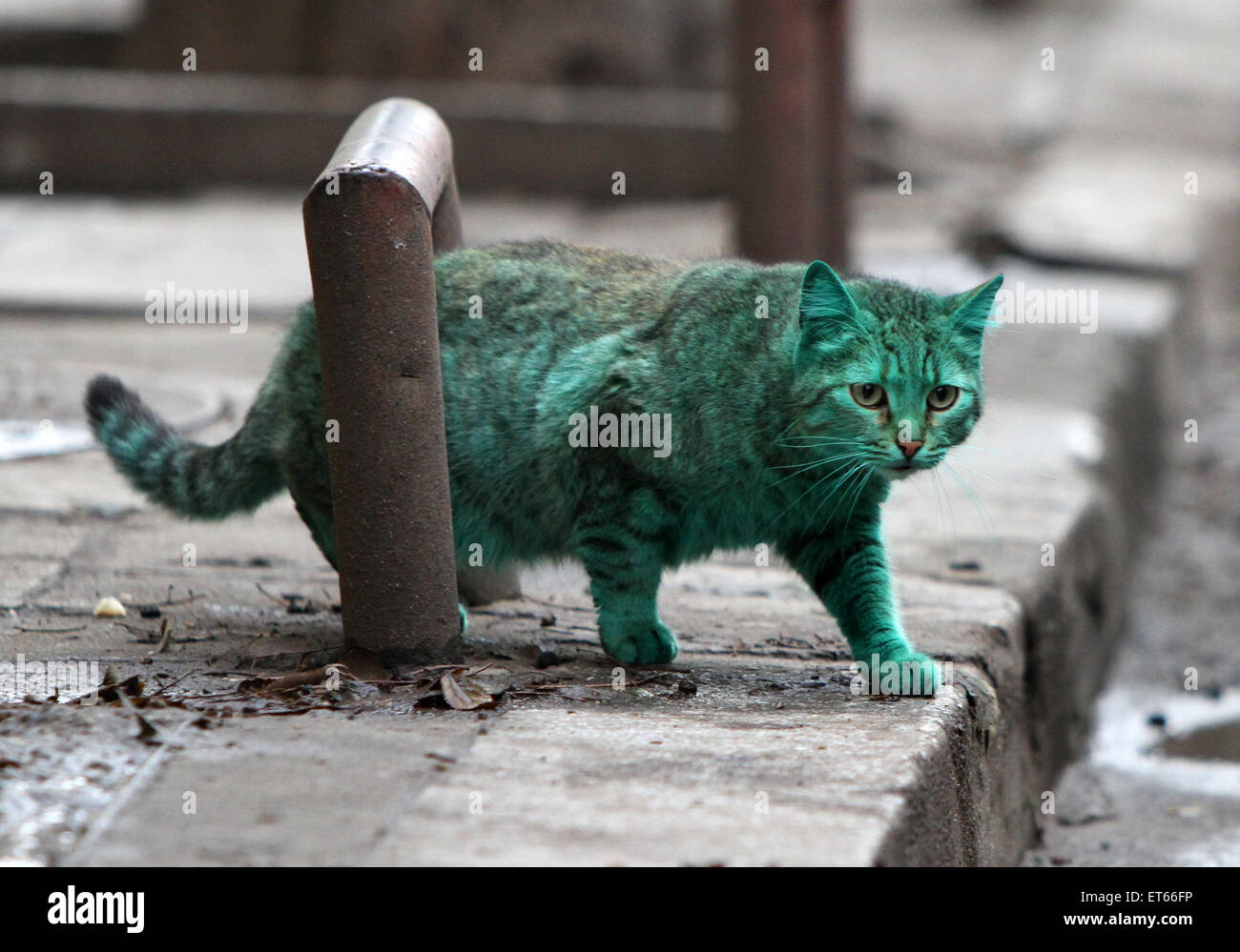 The Green cat is back! After the Green cat has been missed for a few ...