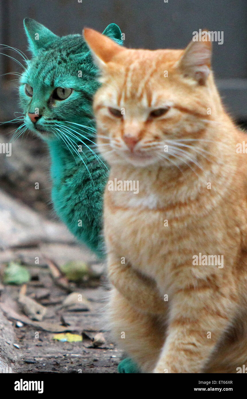 The Green cat is back! After the Green cat has been missed for a few ...