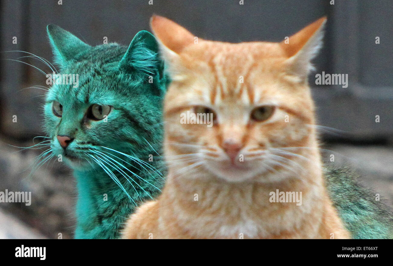 The Green cat is back! After the Green cat has been missed for a few ...