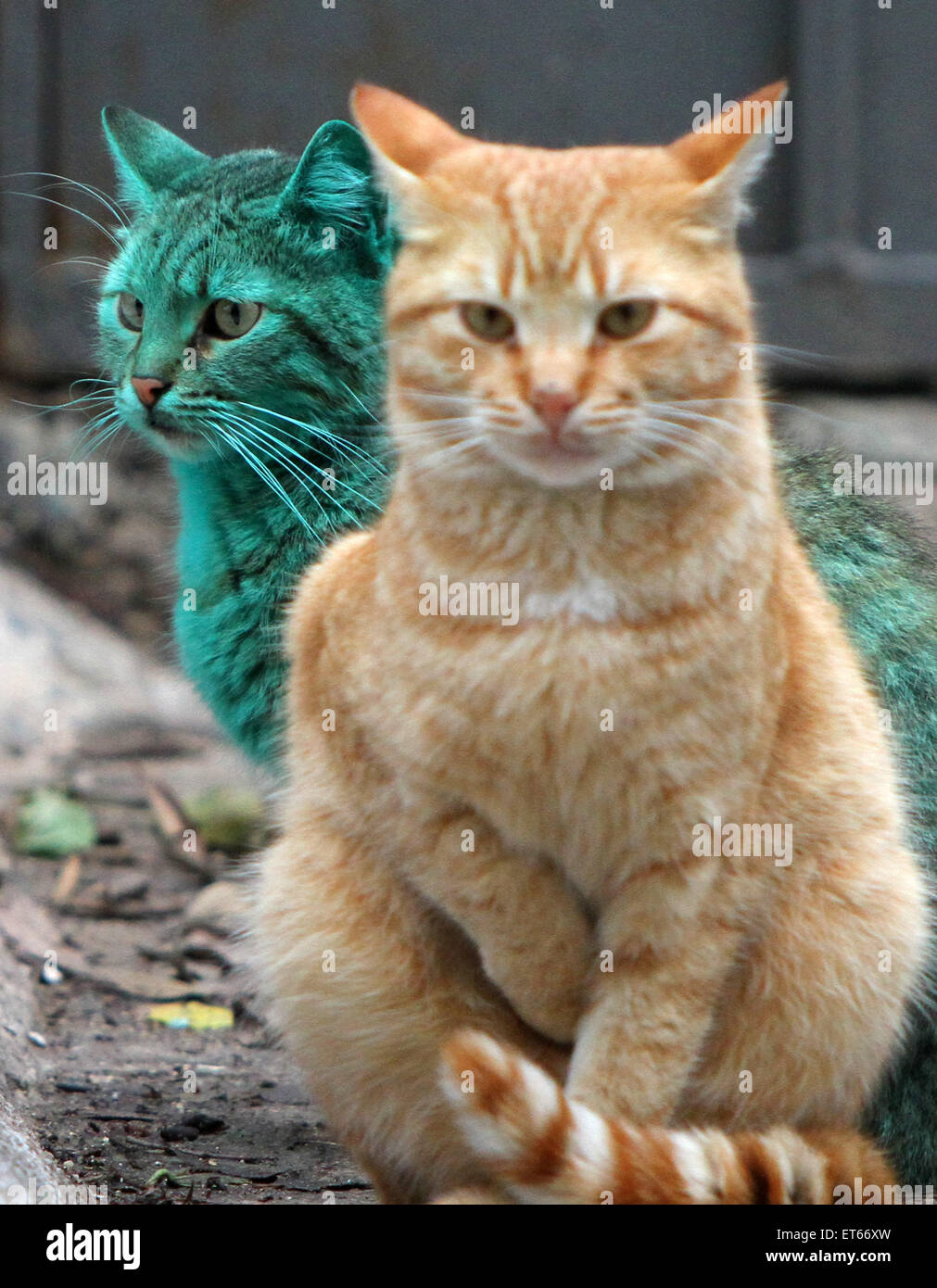 The Green cat is back! After the Green cat has been missed for a few ...
