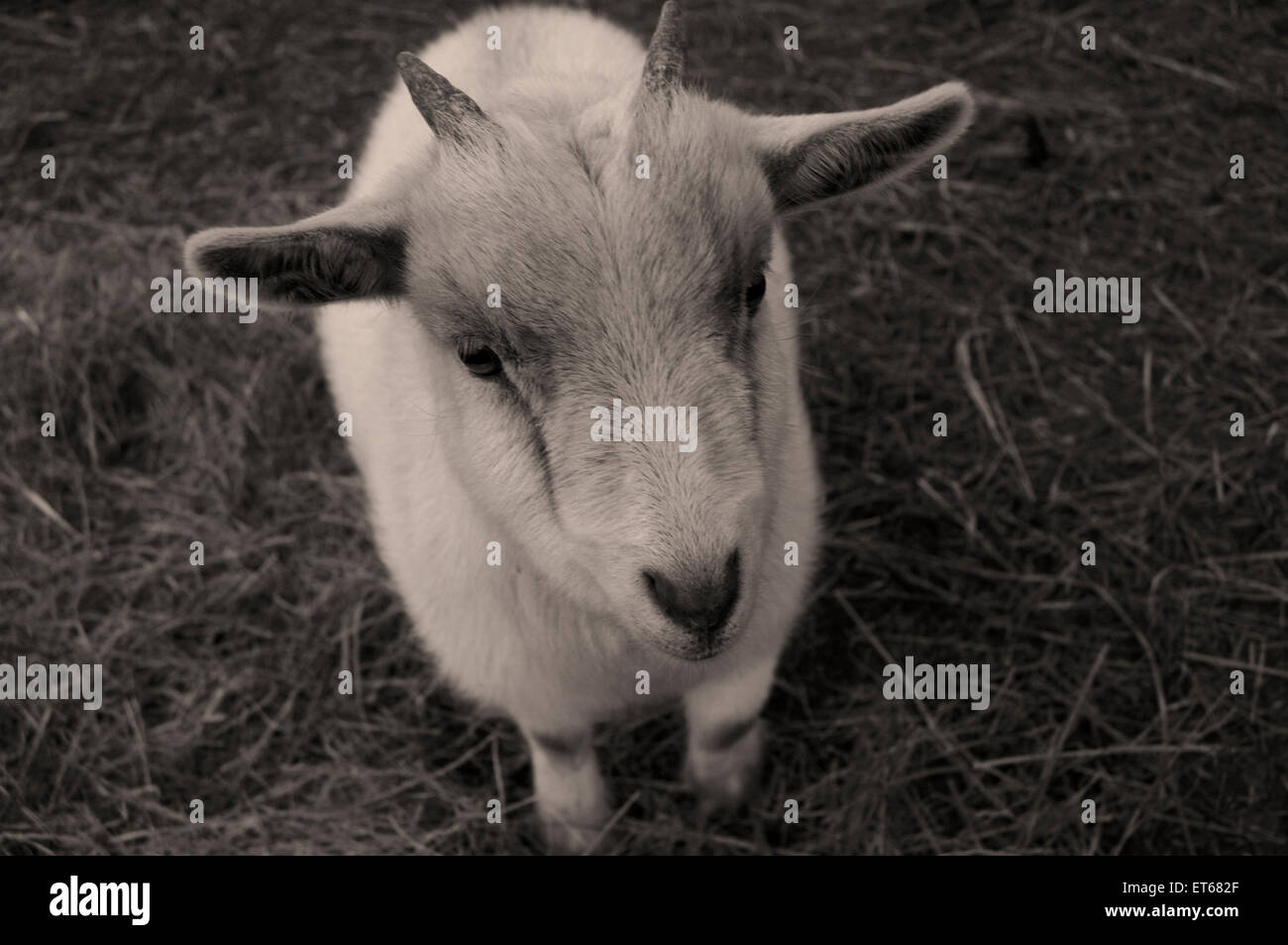 A young pygmy goat on a farm Stock Photo - Alamy
