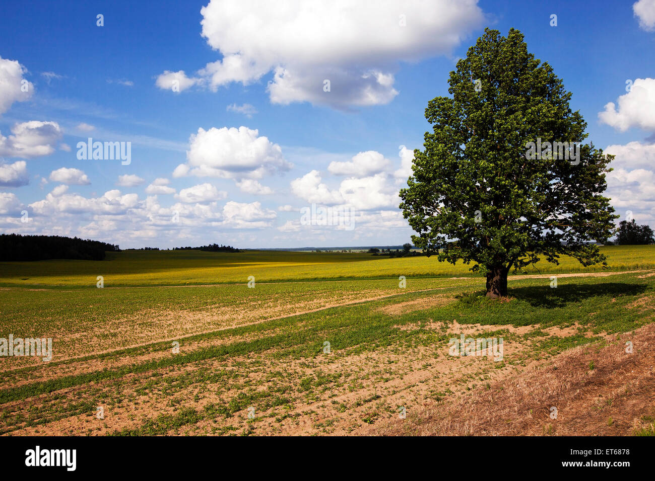 tree in the field Stock Photo - Alamy