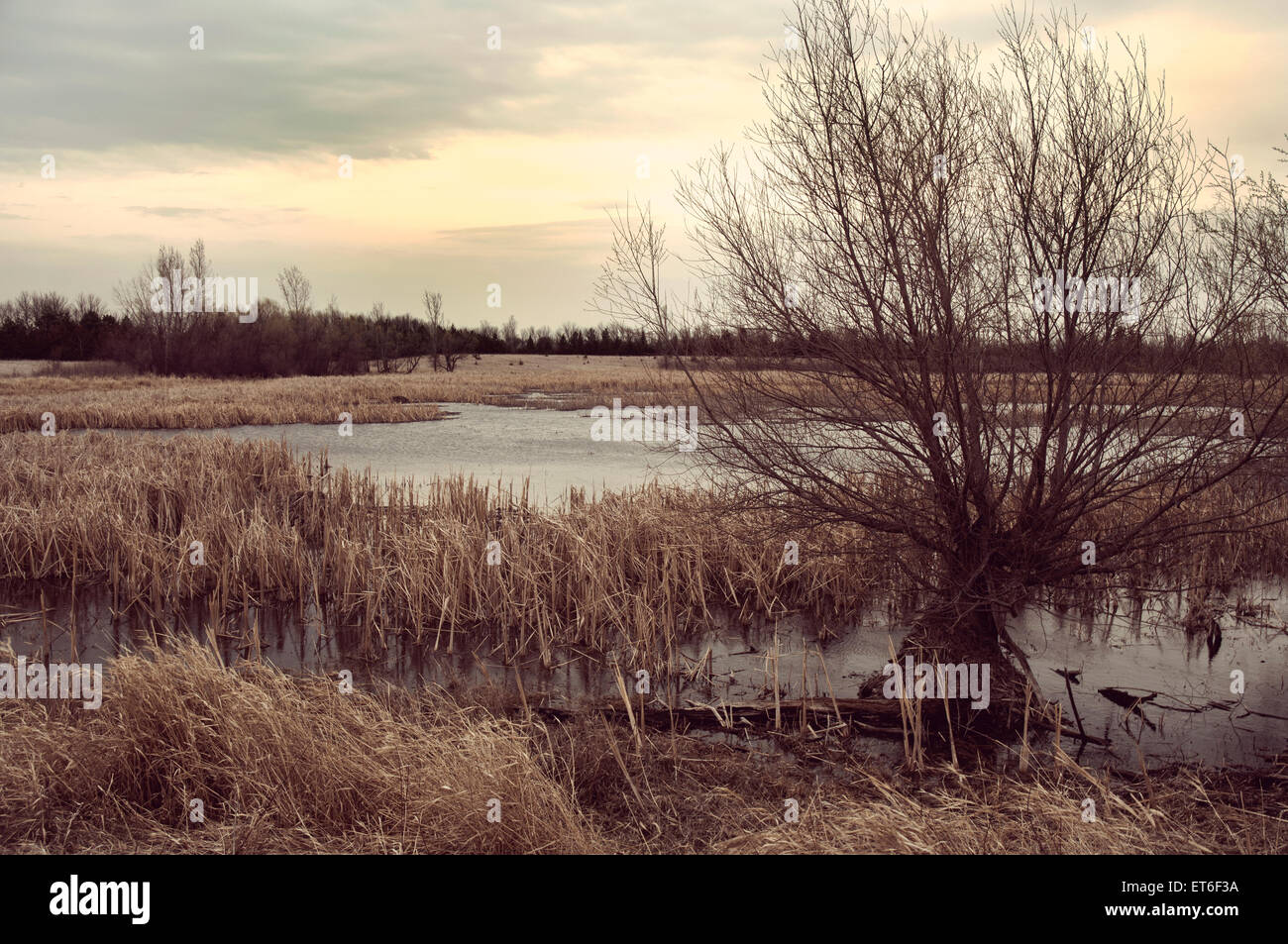 A tree in the wetlands of rural Minnesota Stock Photo - Alamy