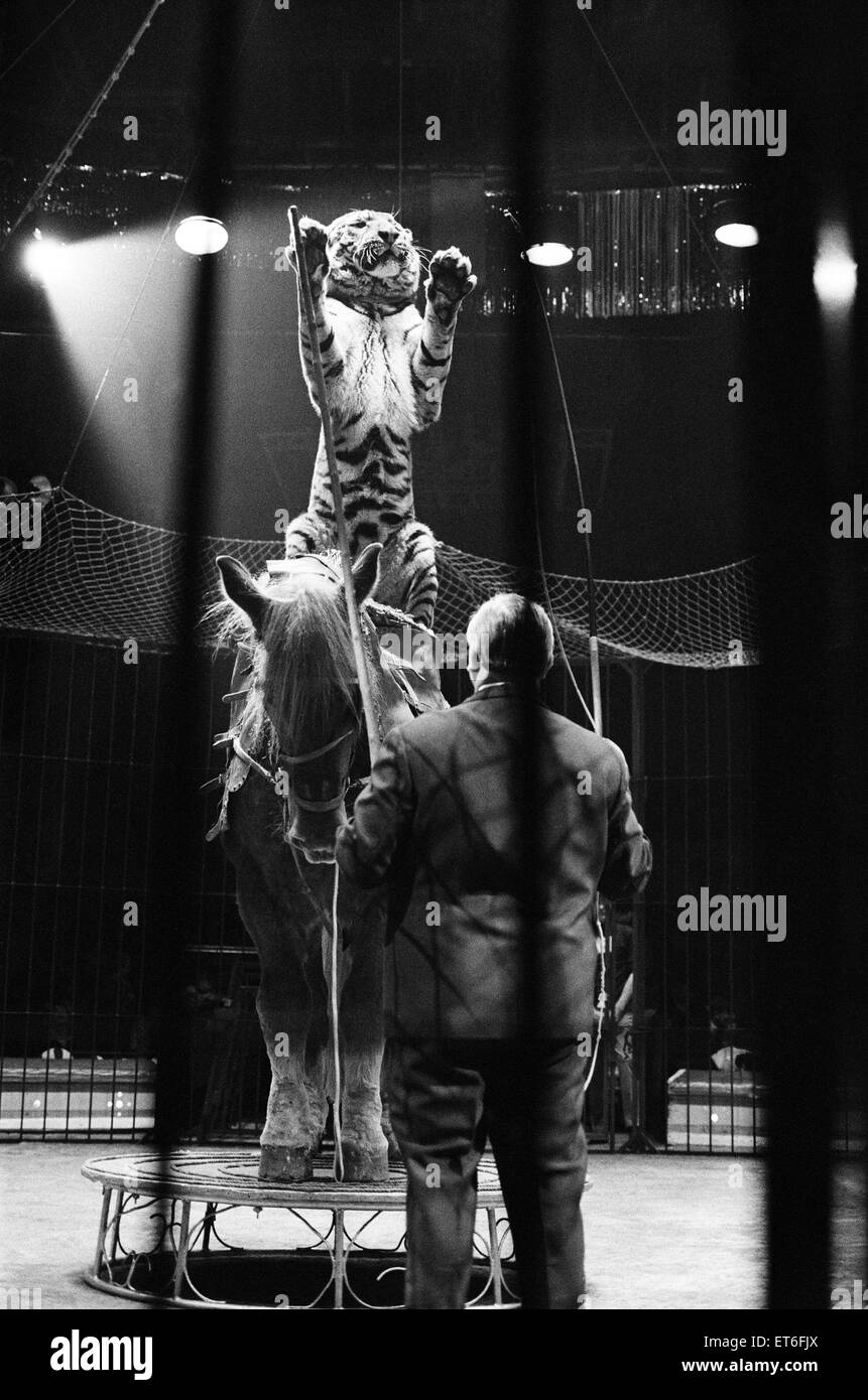 Harry Belli's horse riding tiger riders Sam, a cart horse in the Belle ...