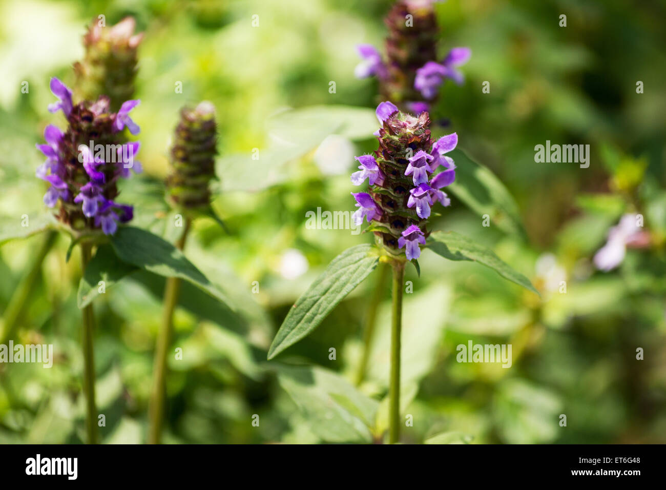 Self-heal (prunella vulgaris) plant tea with flowers Stock Photo - Alamy