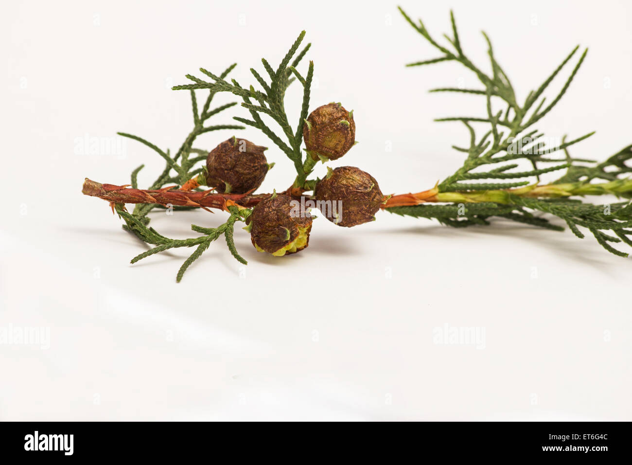 Cypress seed hi-res stock photography and images - Alamy