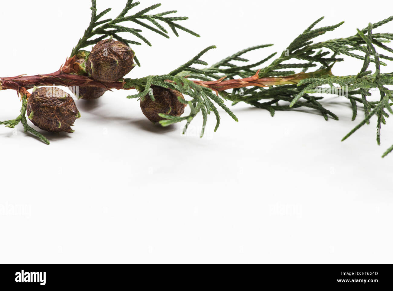 Cypress branch on white hi-res stock photography and images - Alamy