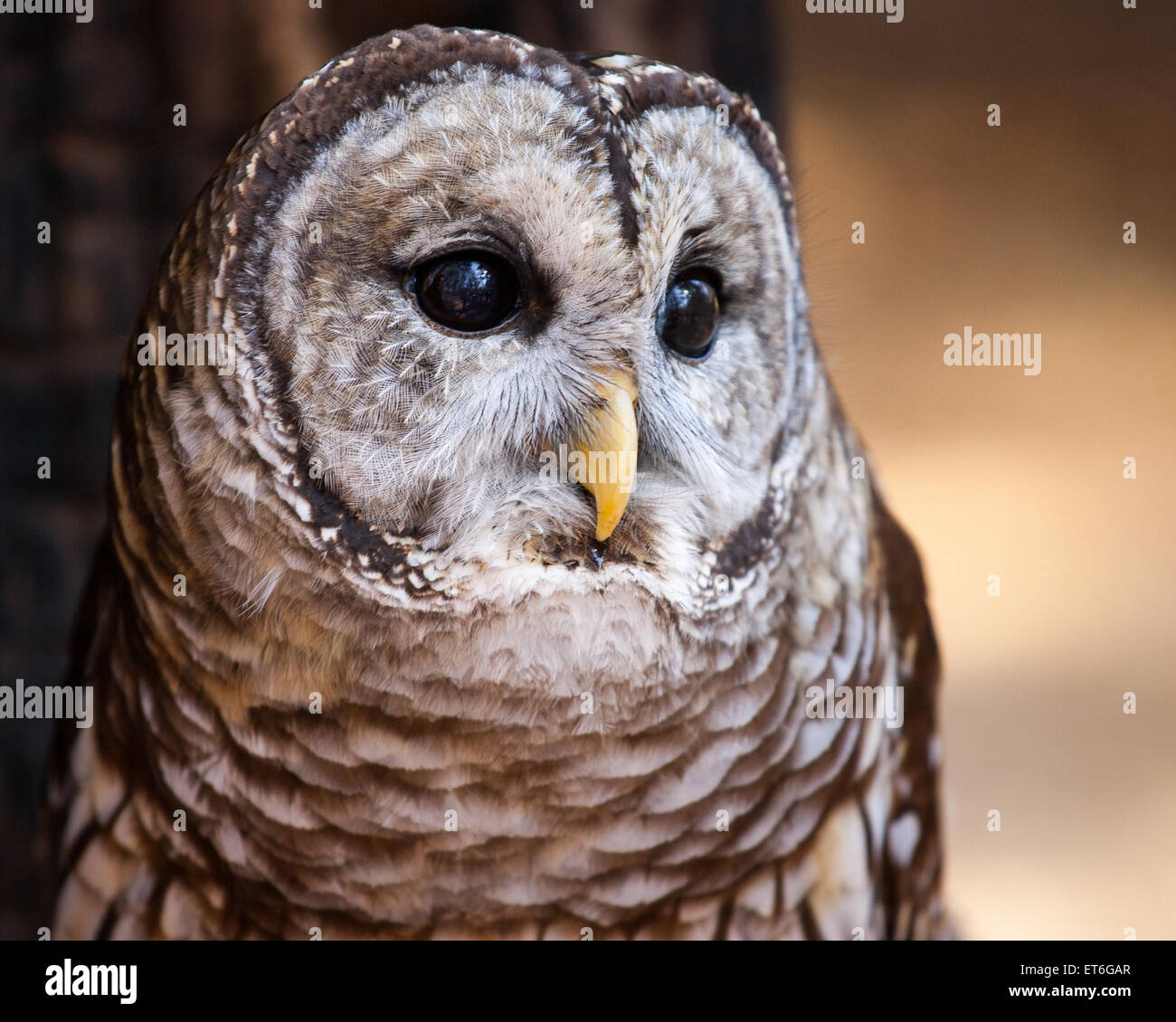Barred owl hi-res stock photography and images - Alamy