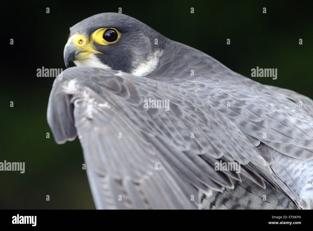 A Peregrine Falcon , Falco peregrinus, one of the worlds fastest birds ...