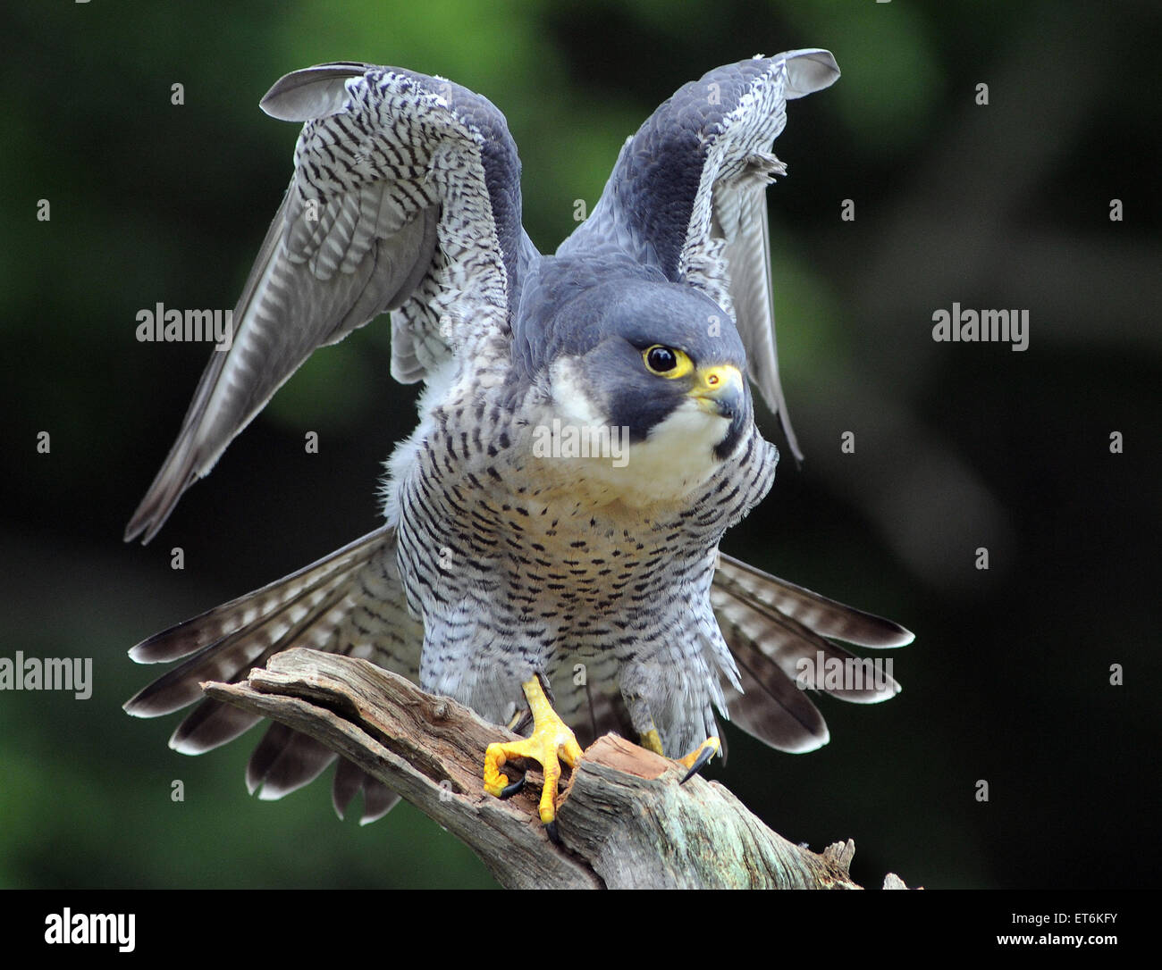 A Peregrine Falcon , Falco peregrinus, one of the worlds fastest birds ...