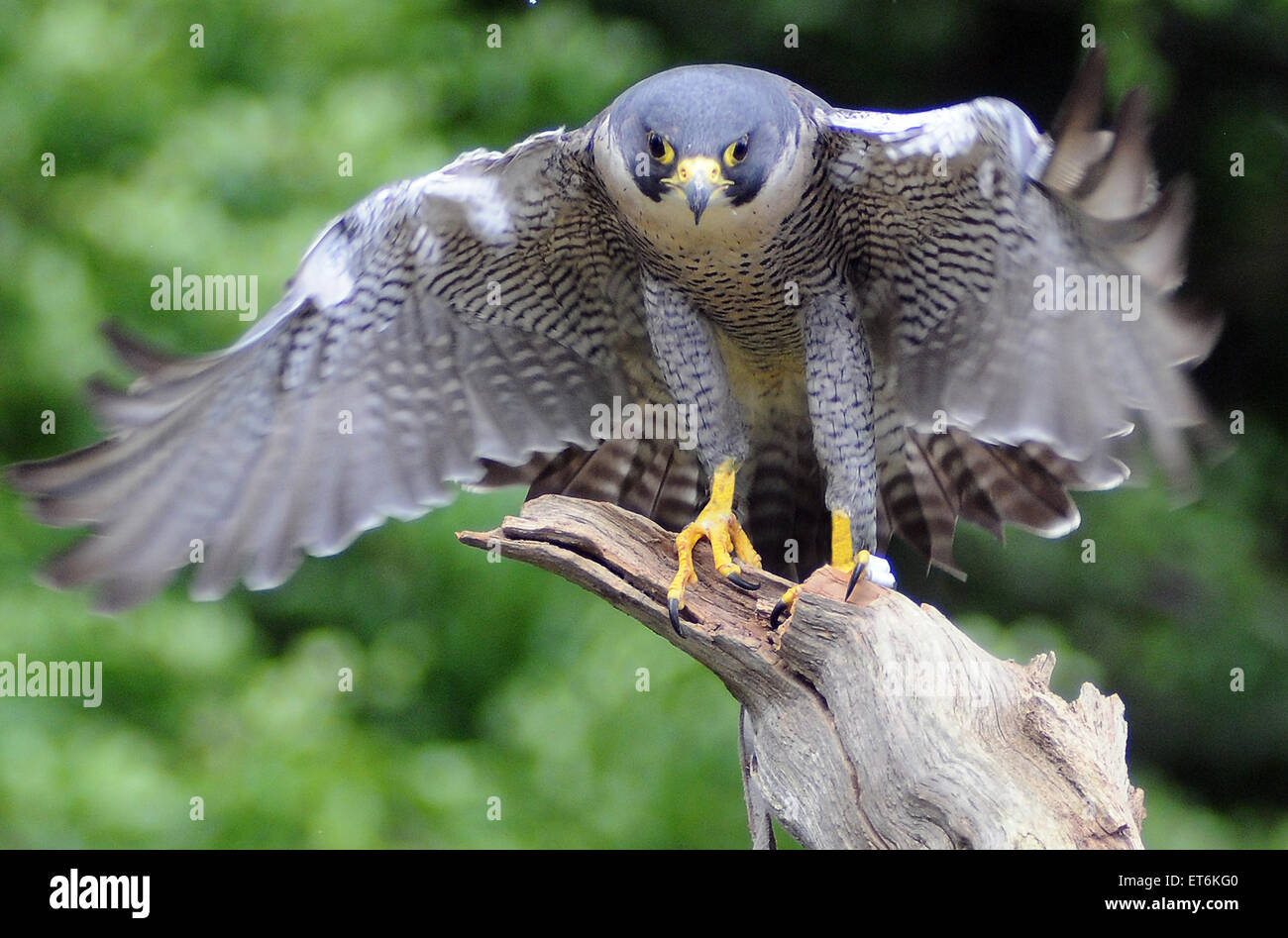 A Peregrine Falcon , Falco peregrinus, one of the worlds fastest birds ...