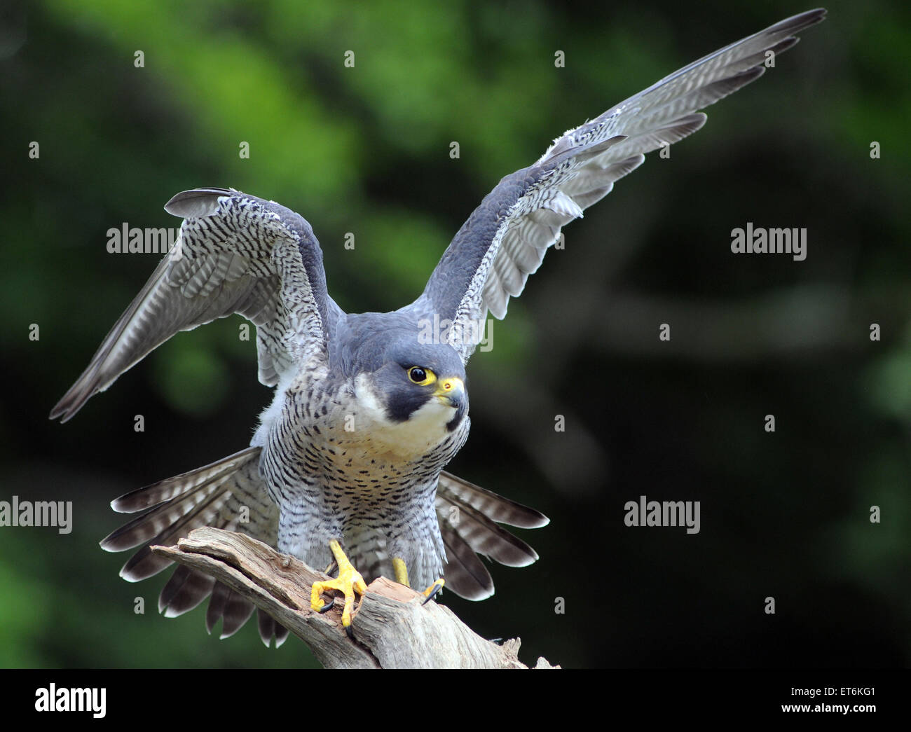 A Peregrine Falcon , Falco peregrinus, one of the worlds fastest birds ...