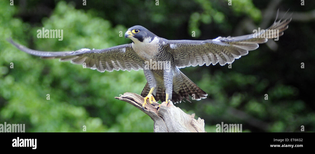 A Peregrine Falcon , Falco peregrinus, one of the worlds fastest birds ...