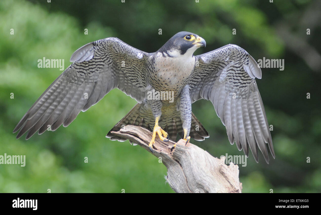 A Peregrine Falcon , Falco peregrinus, one of the worlds fastest birds ...