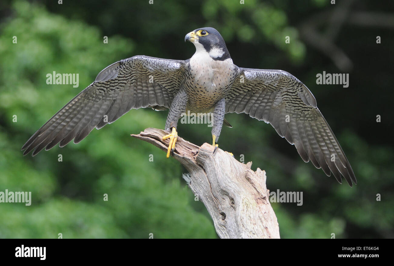 A Peregrine Falcon , Falco peregrinus, one of the worlds fastest birds ...