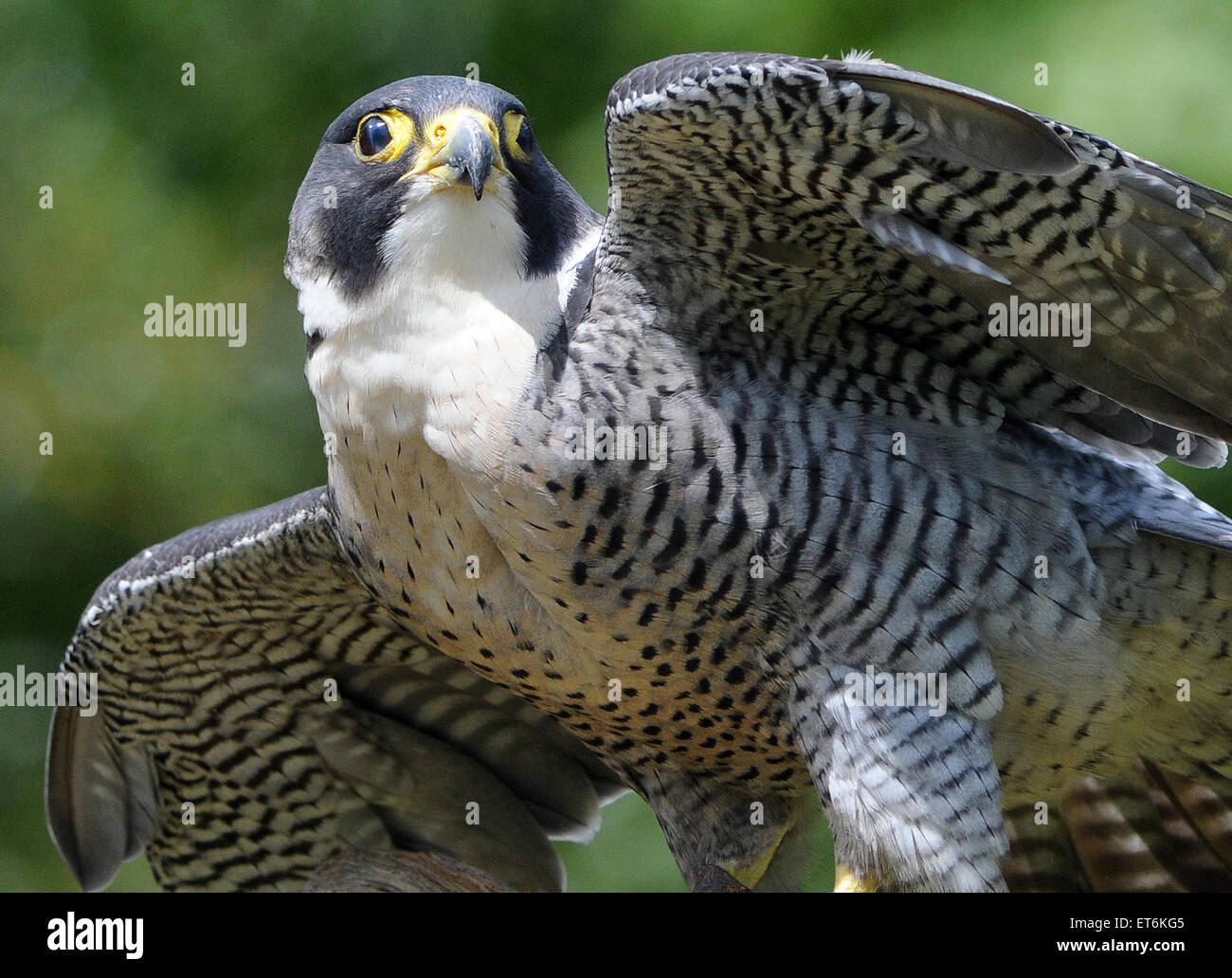 A Peregrine Falcon , Falco peregrinus, one of the worlds fastest birds ...