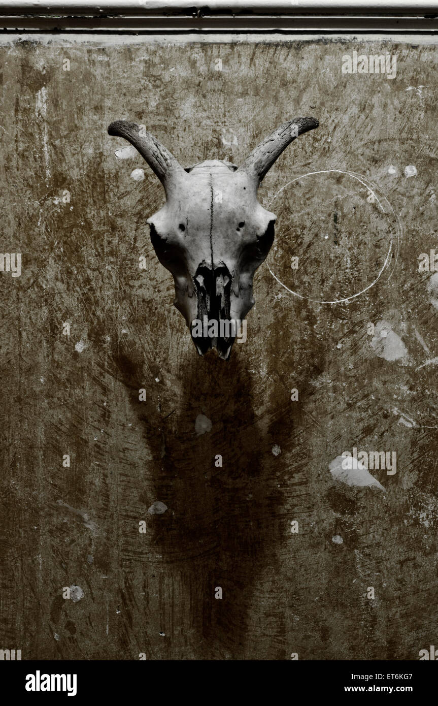 Front view of sheep skull hanging against a wall, with copyspace at the ...