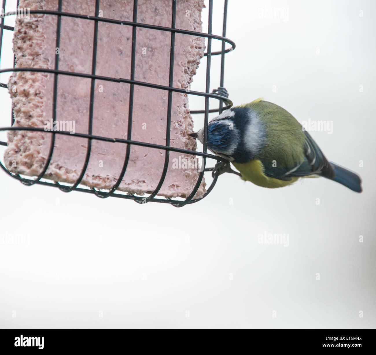 Blue tit on fat block feeder Stock Photo - Alamy