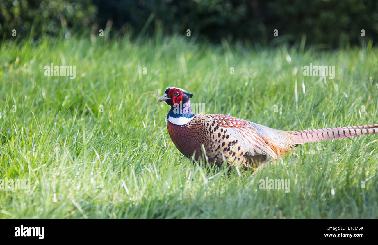 Pheasant in garden Stock Photo - Alamy