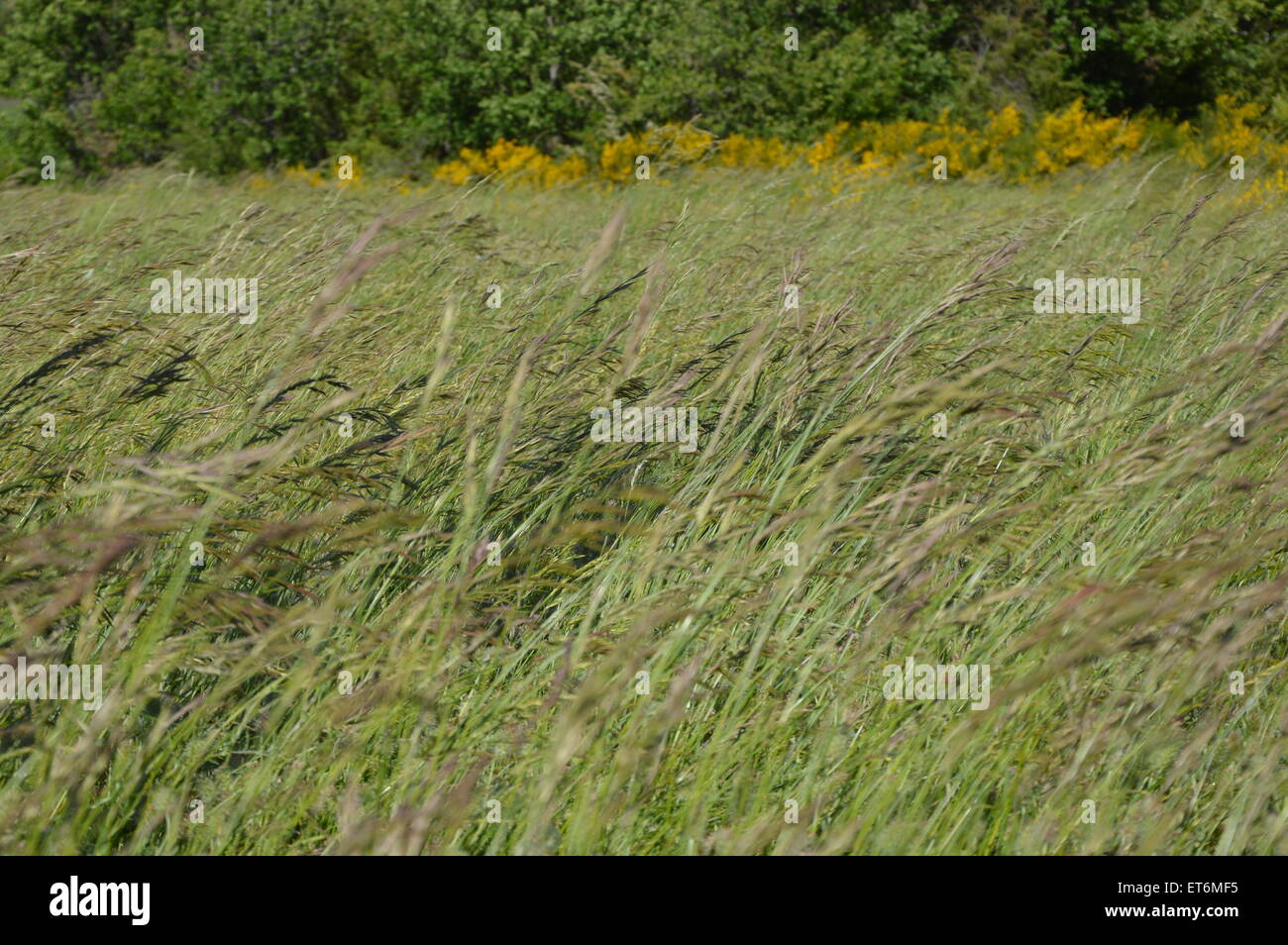 Mistral blowing france hi-res stock photography and images - Alamy