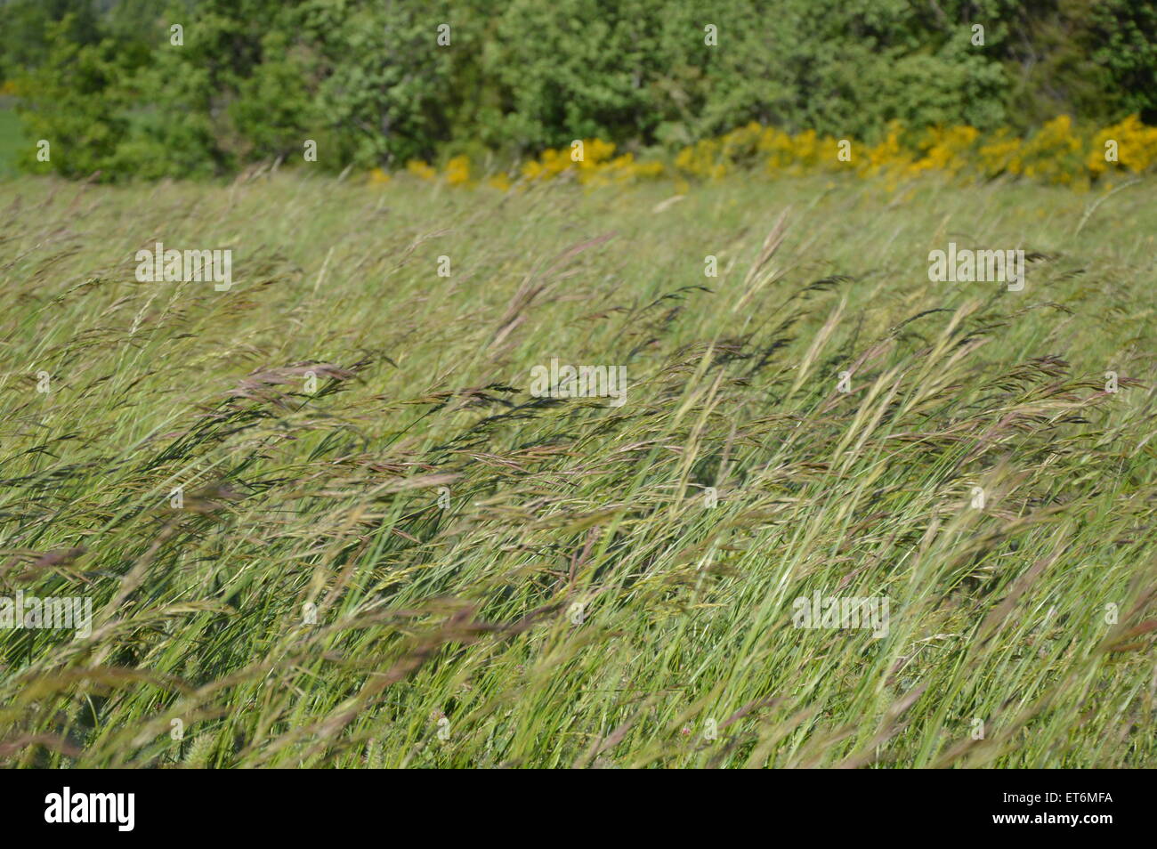 Mistral blowing france hi-res stock photography and images - Alamy