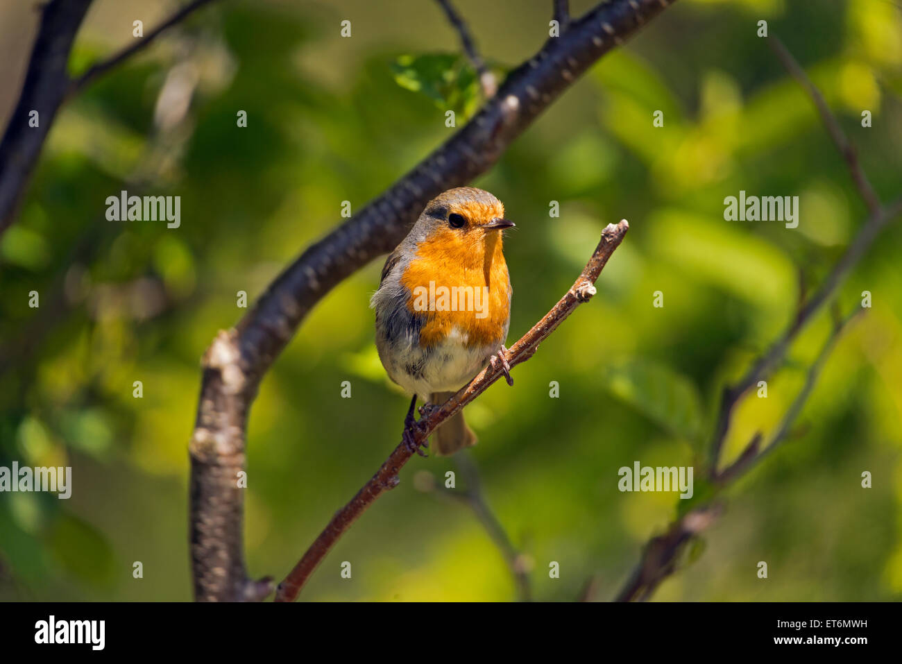 Red Robin North Wales Uk Stock Photo - Alamy