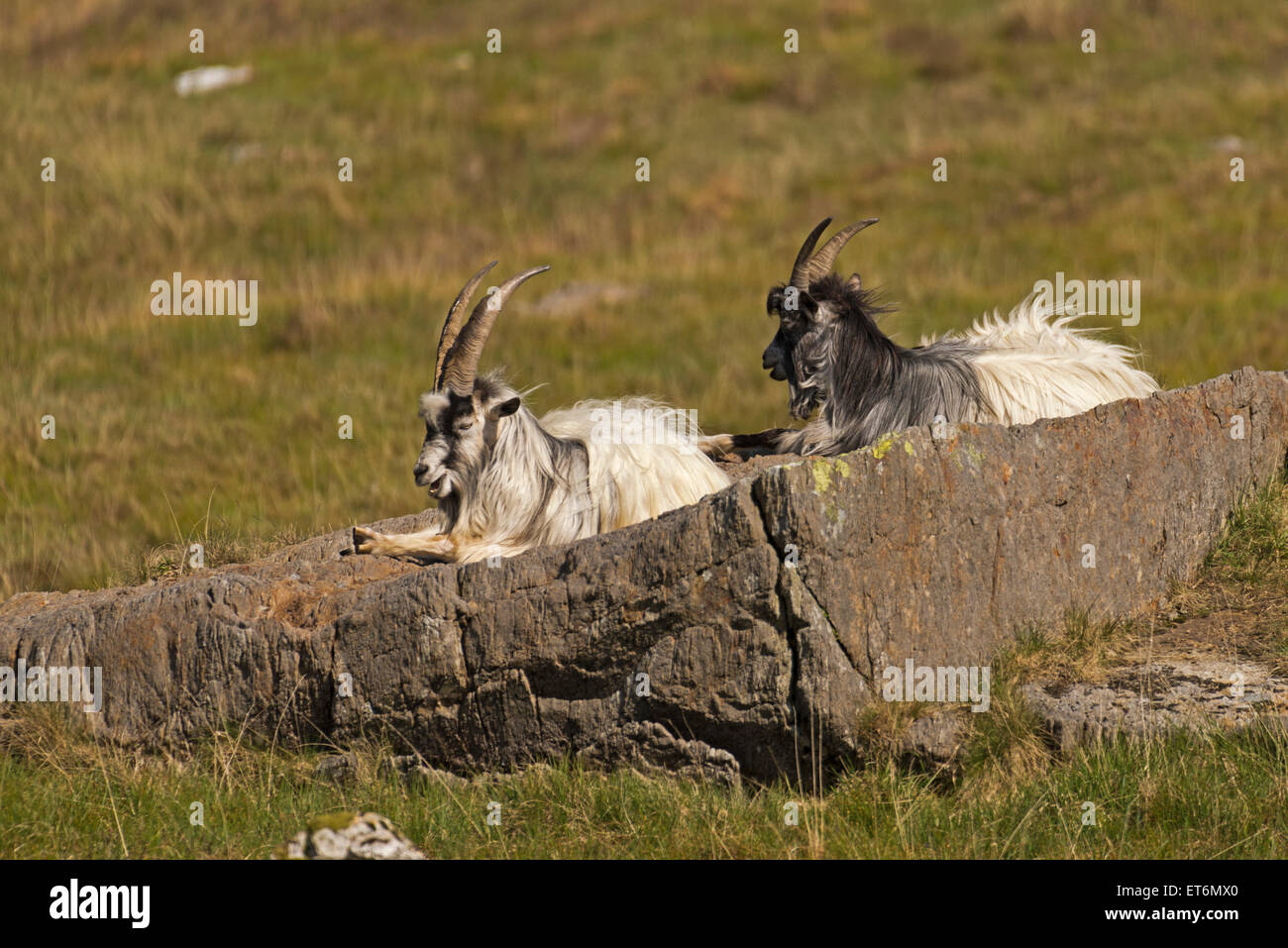 Welsh Mountain Goats Snowdonia Narth Wales Uk Stock Photo - Alamy