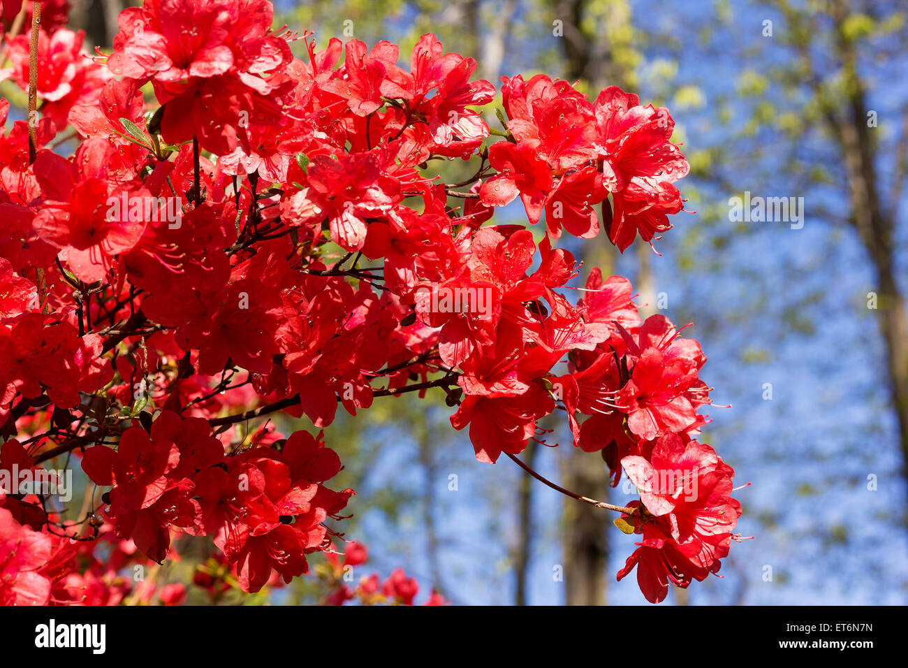 Red leaves drops after hi-res stock photography and images - Alamy