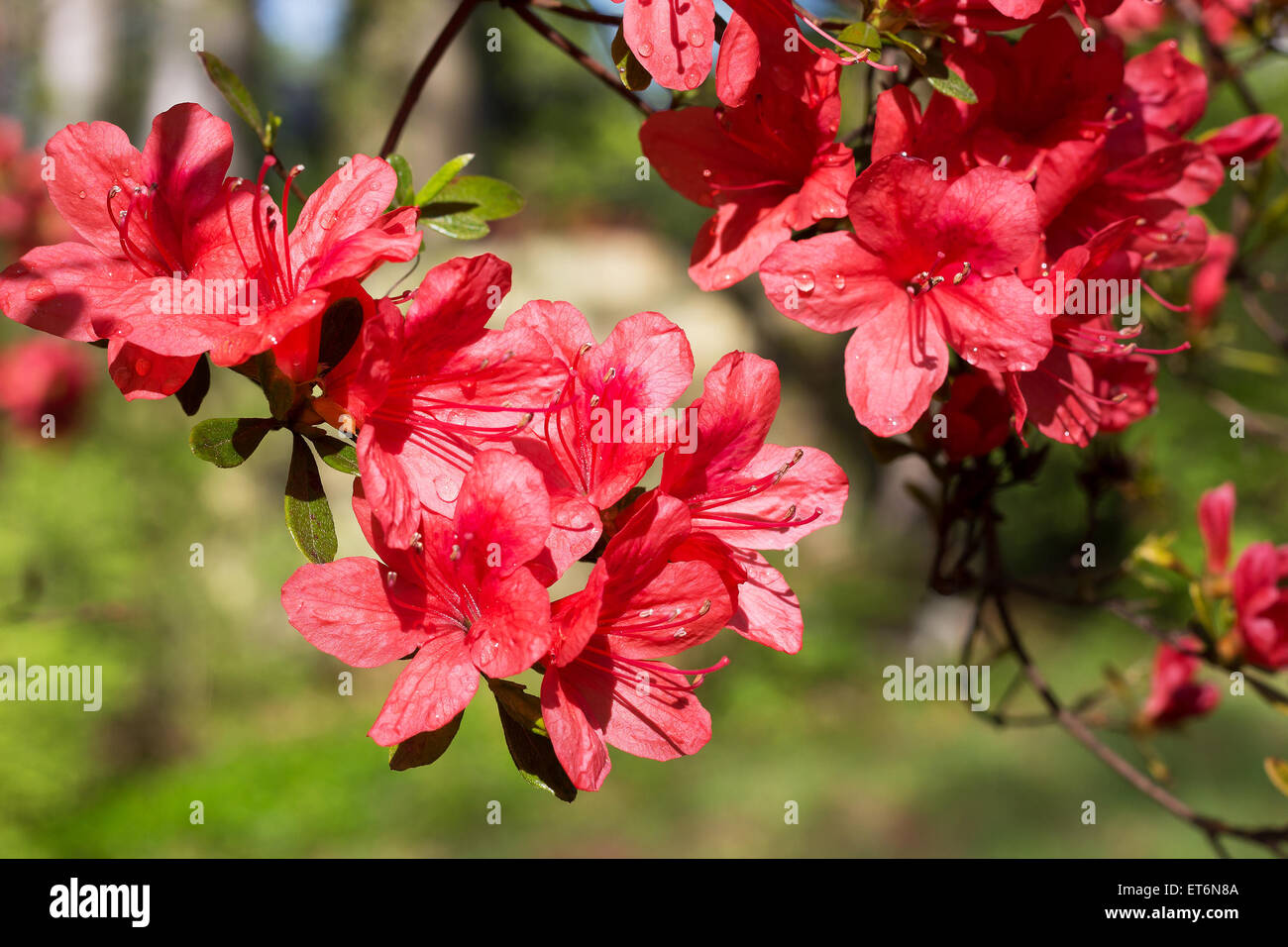 Red azalea branch with flowers after a quick rain Stock Photo - Alamy