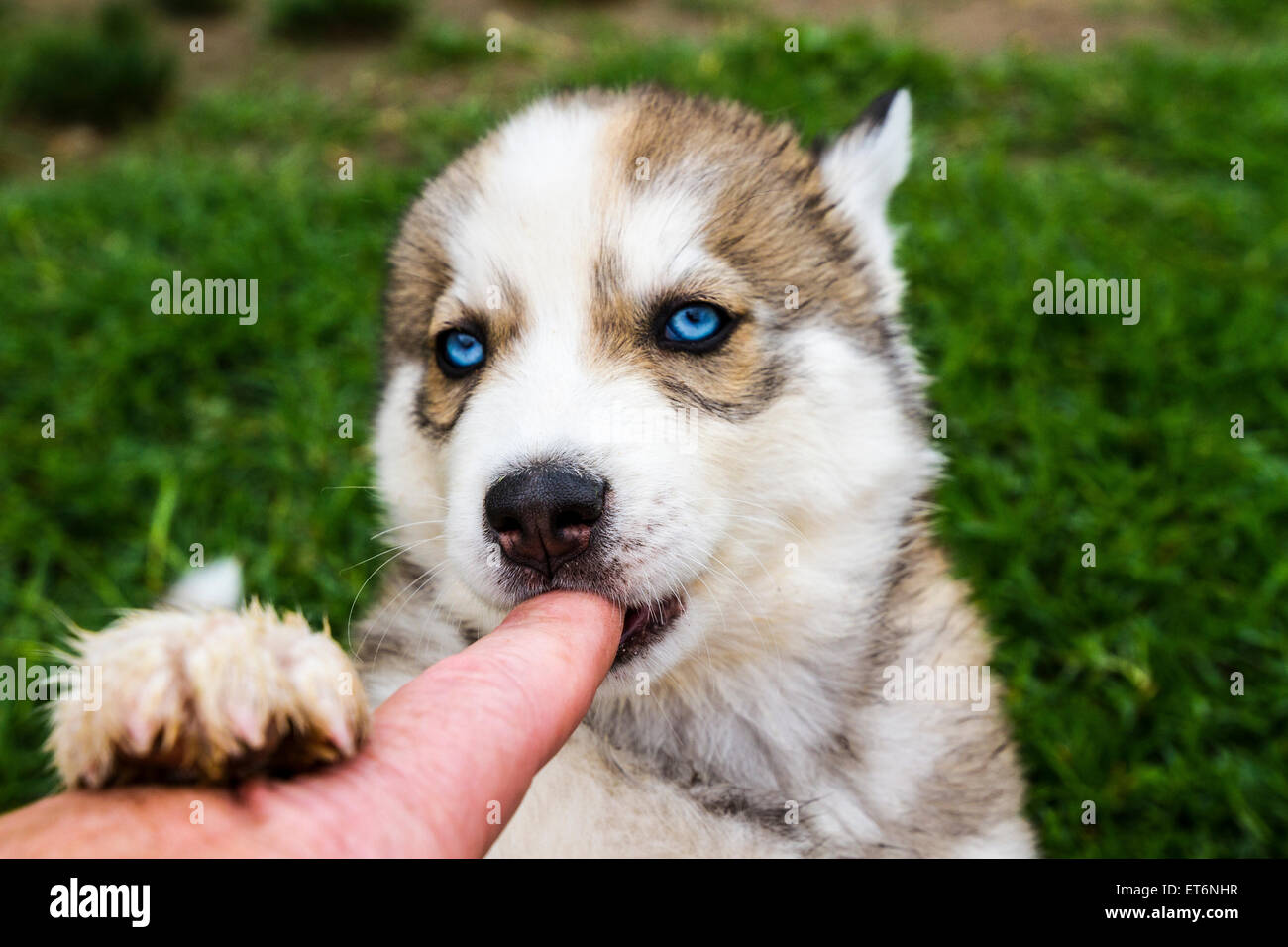 Alaskan Husky Puppies playing in the yard Stock Photo - Alamy