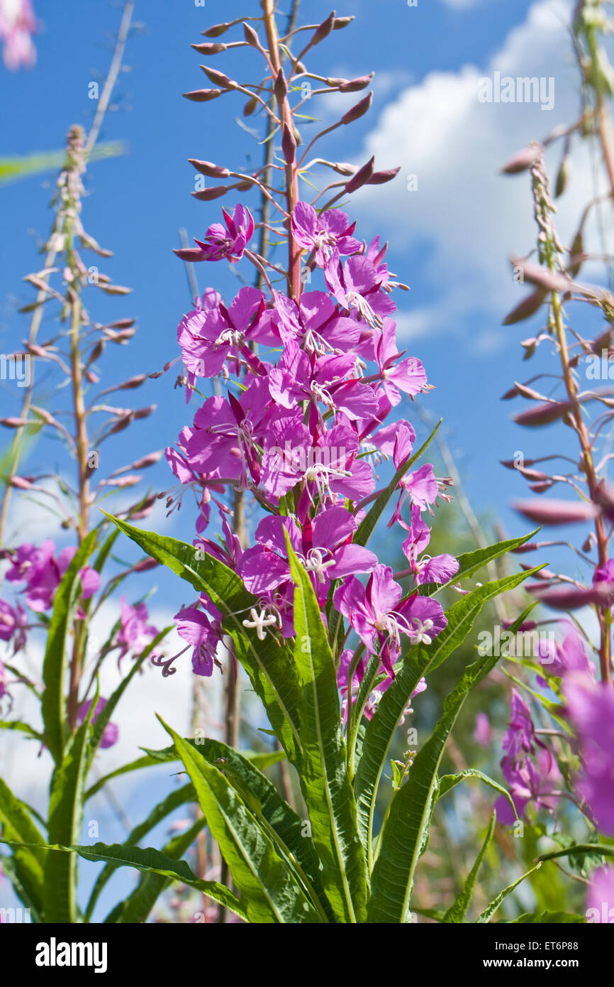 Flower willow weed hi-res stock photography and images - Alamy