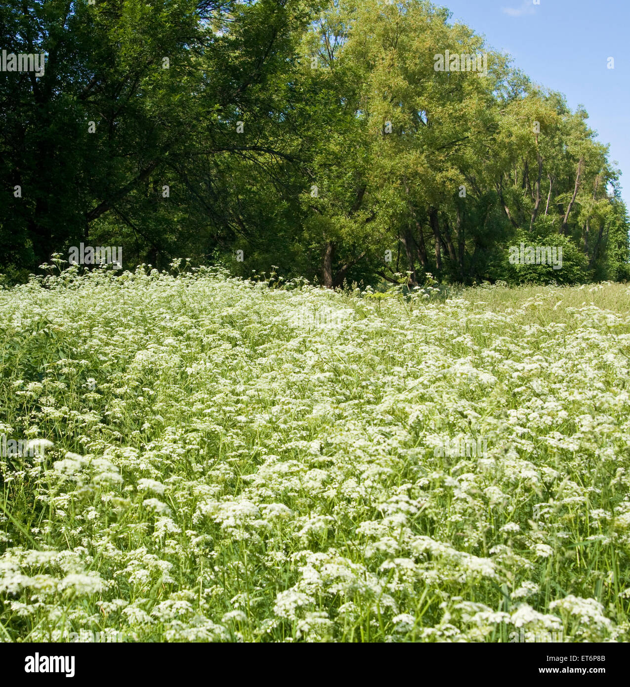 Summer landscape - meadow with parsnip in blossom and trees Stock Photo ...