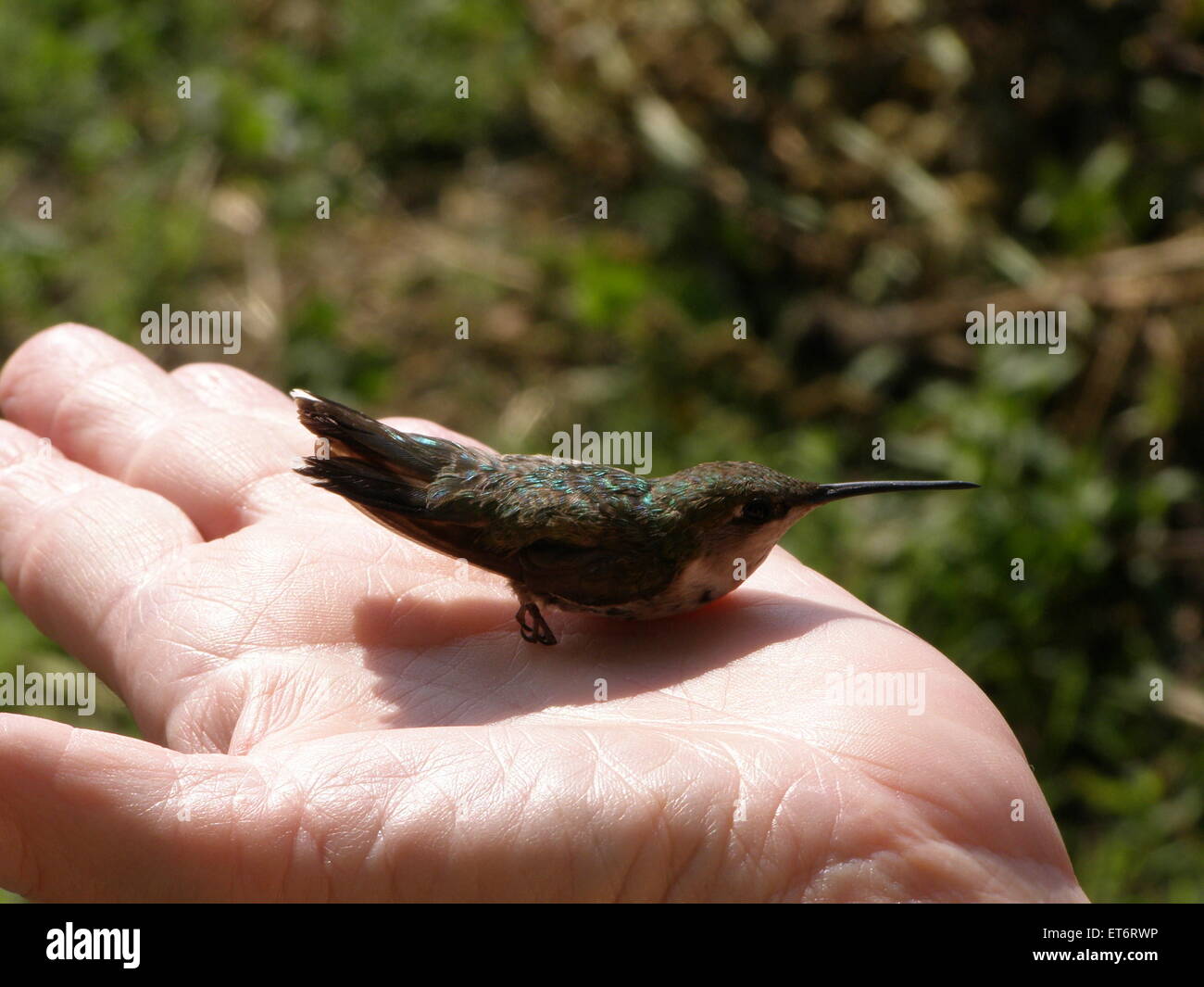 Hummingbird sitting in the palm of a hand Stock Photo - Alamy