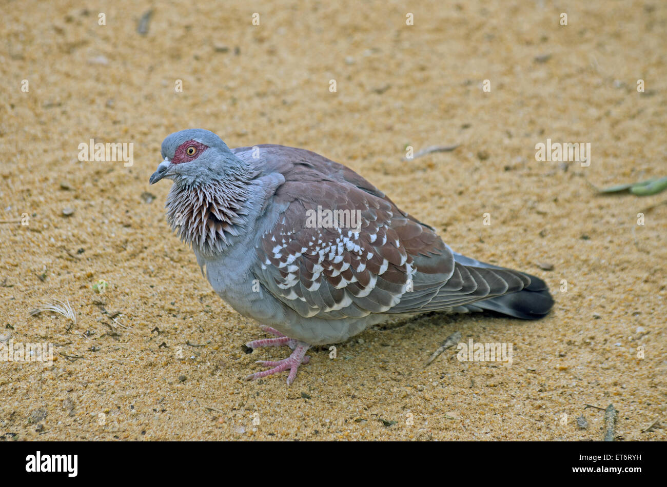 Guiner hi-res stock photography and images - Alamy