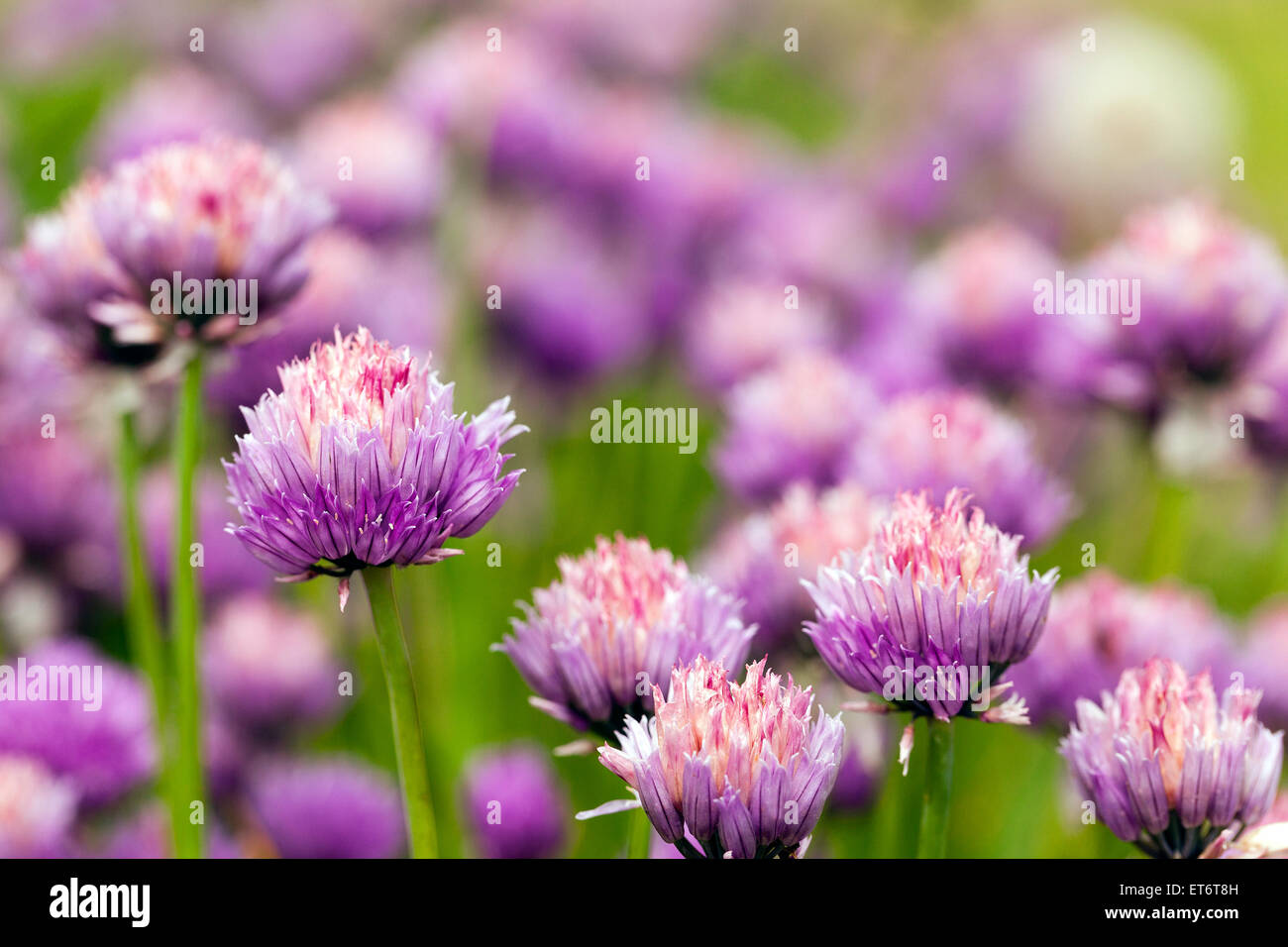 Garlic plant flower hi-res stock photography and images - Alamy