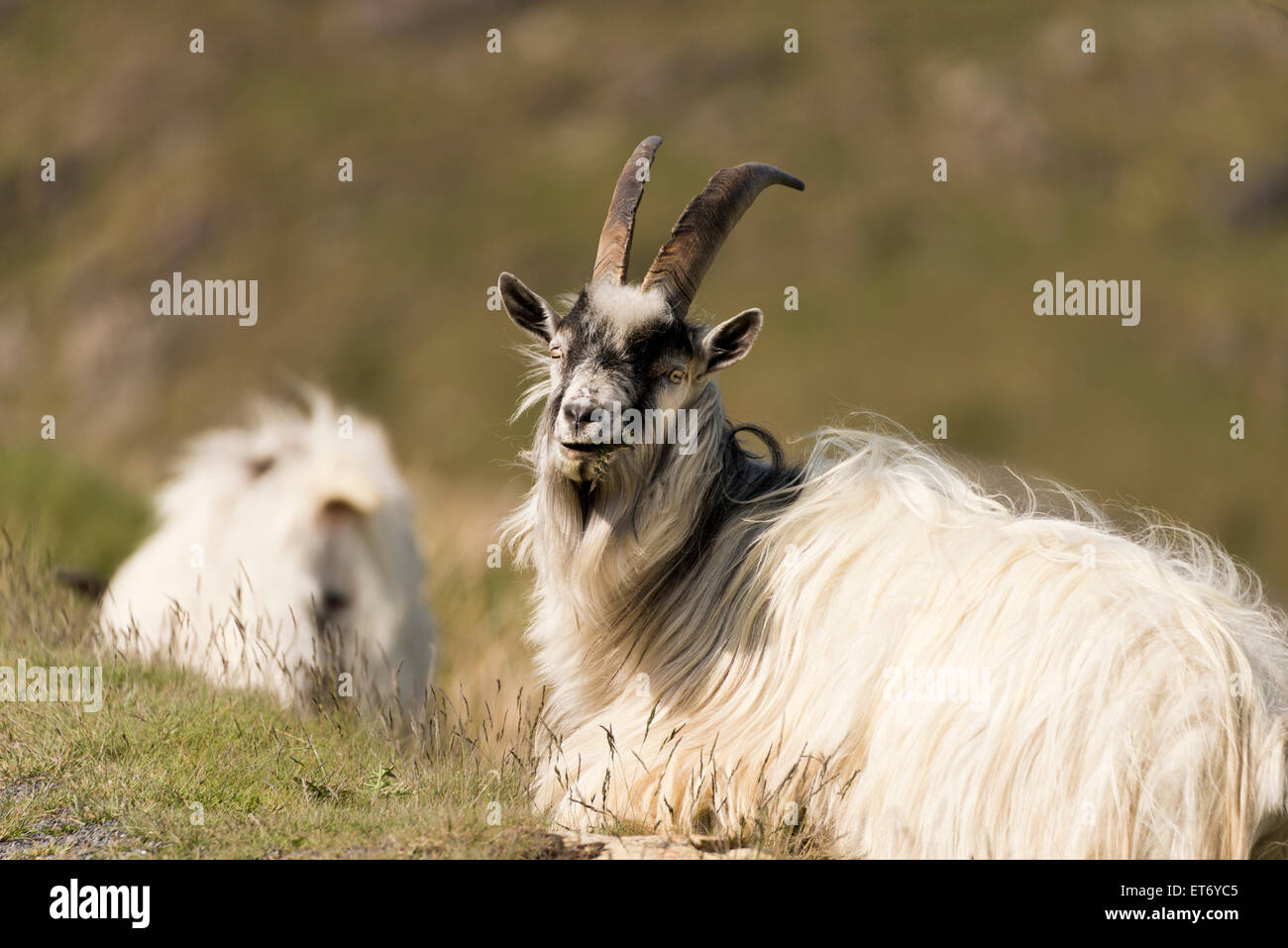 Welsh Mountain Goats Snowdonia North Wales Uk horns Stock Photo - Alamy