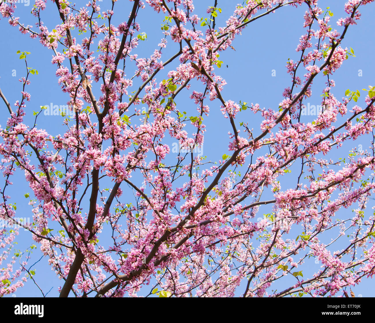 Branches of Cercis Canadensis (Eastern Redbud) in blossom with pink ...