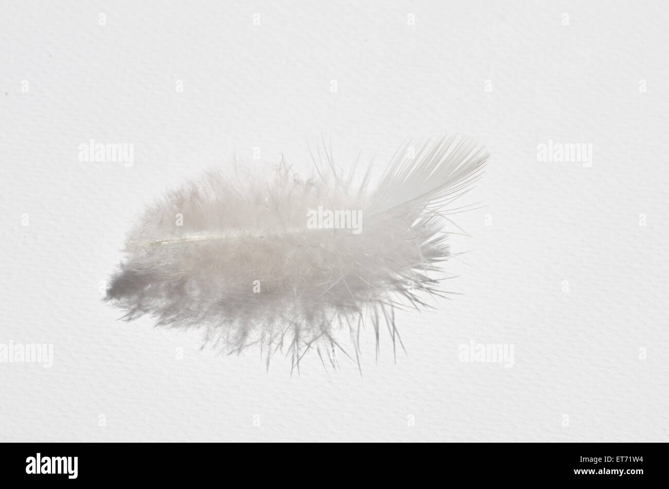 white feather on white paper background Stock Photo - Alamy