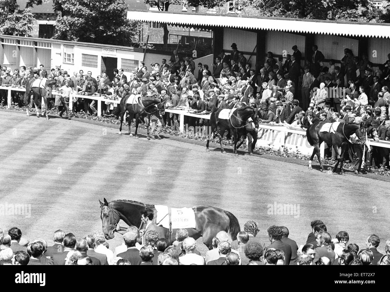 The runners in the 1971 Andy Capp Handicap in the parade ring before ...